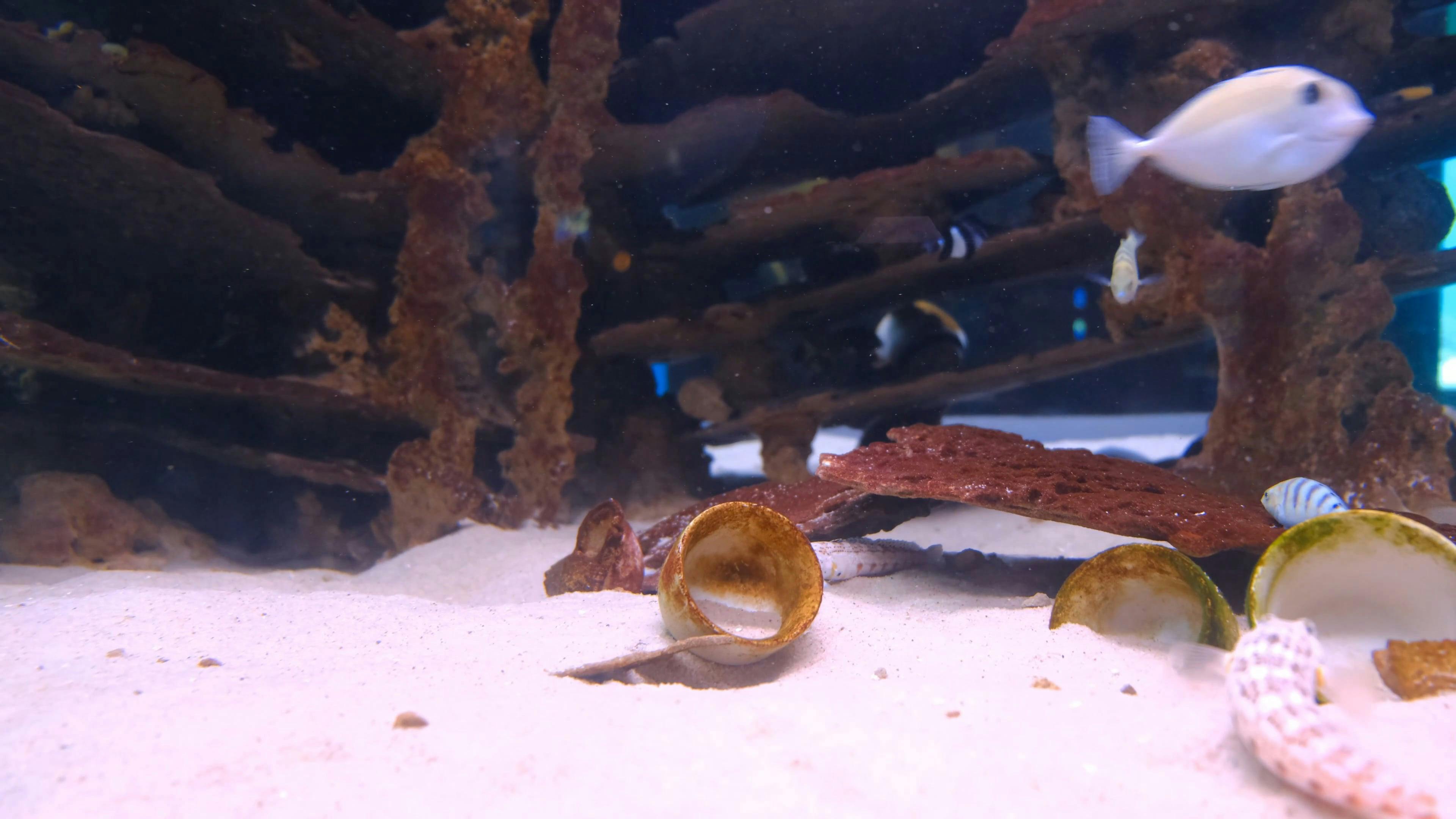 Colorful Marine Fishes Inside An Aquarium Free Stock Video Footage ...