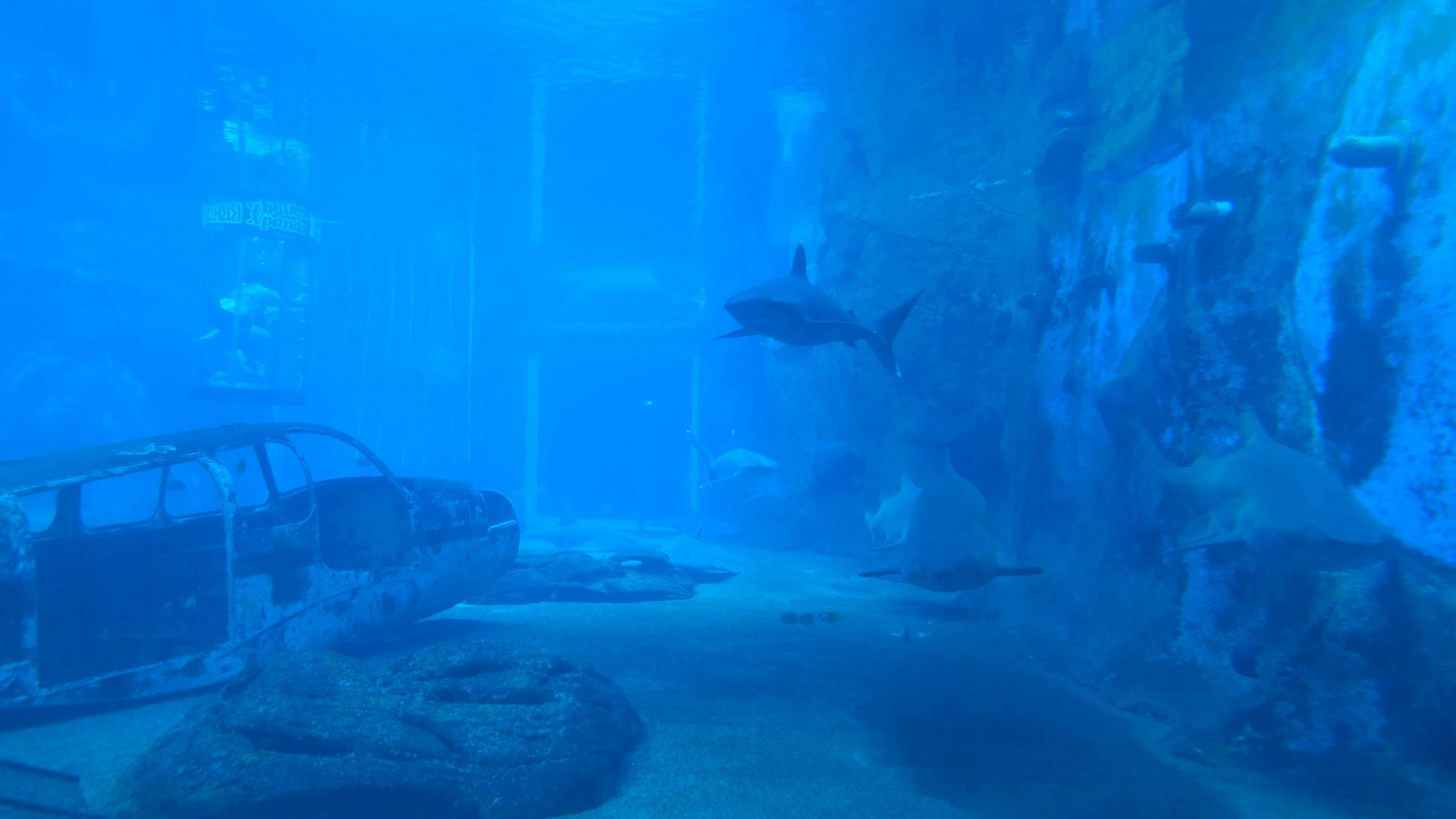 Footage Of Fish Inside Of The Aquarium Free Stock Video Footage ...