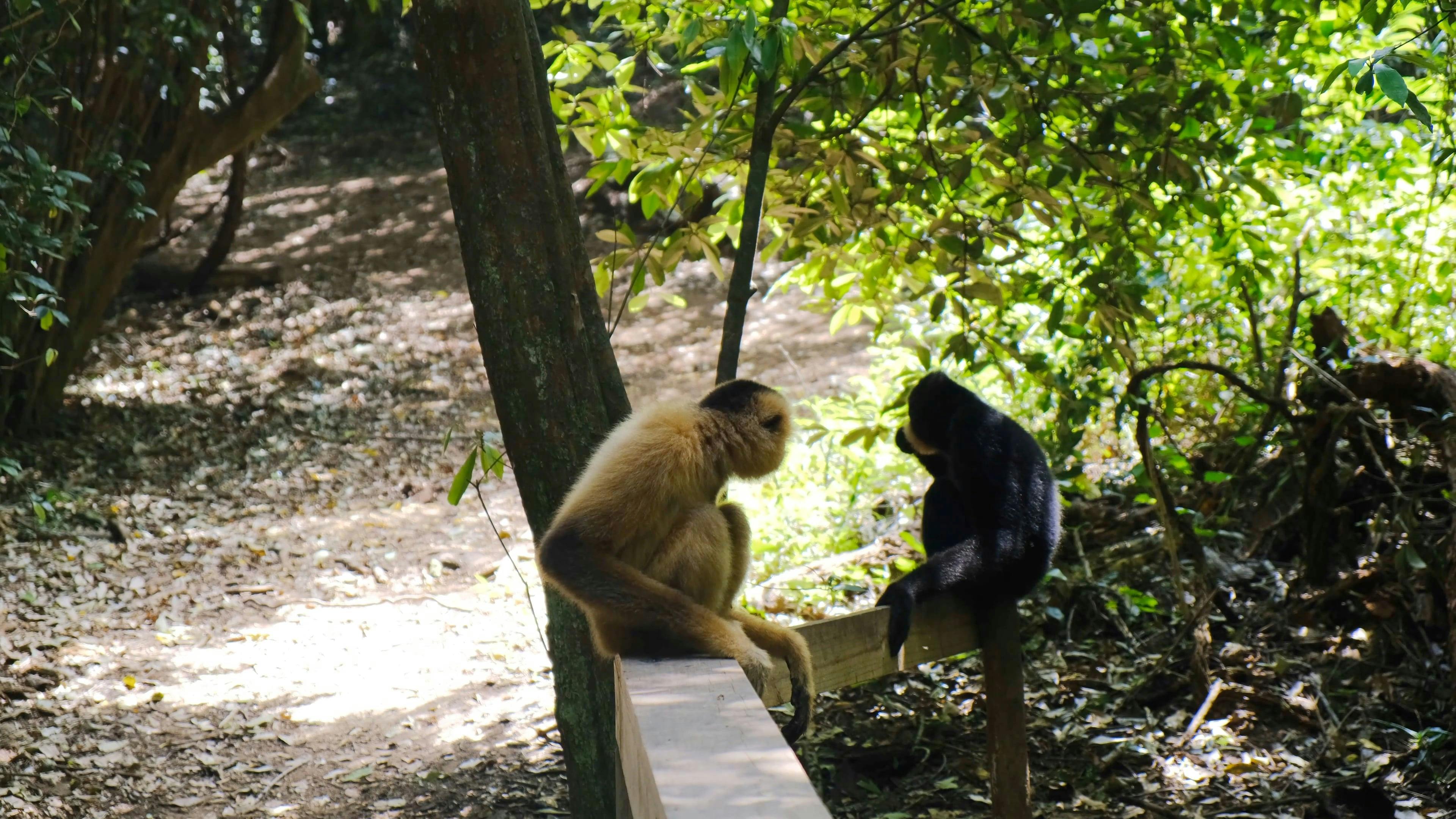 Monkey Climbing A Tree Free Stock Video Footage, Royalty-Free 4K & HD ...