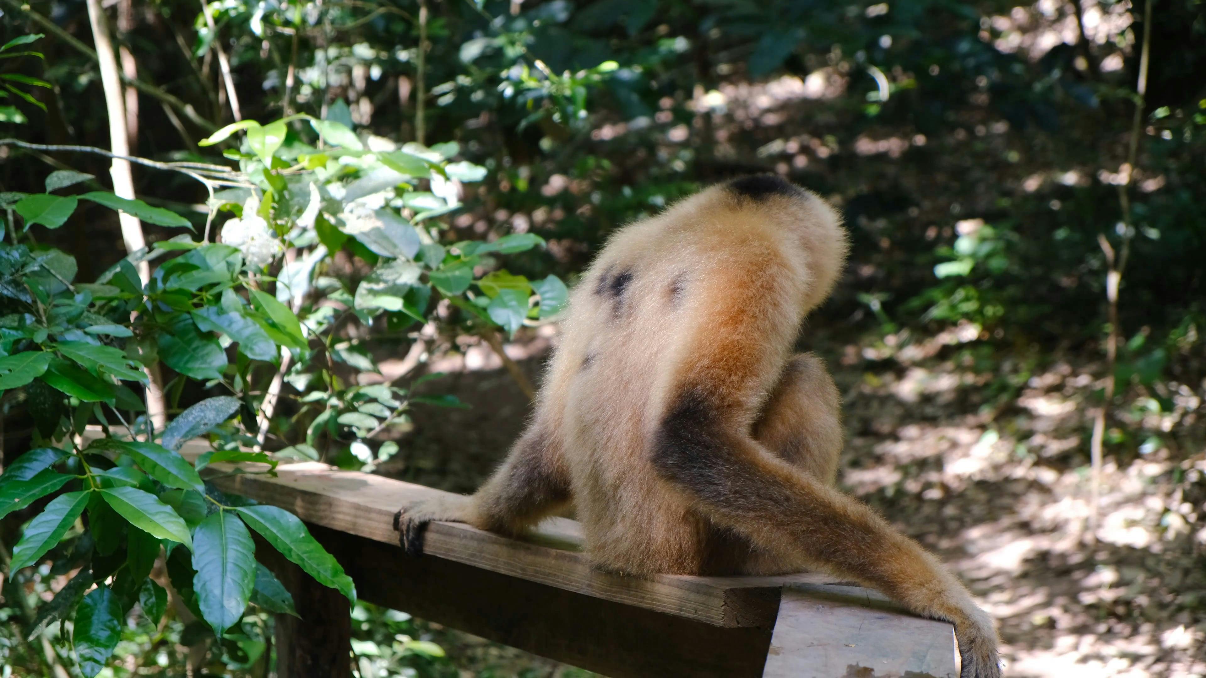 Monkey Sitting On A Wooden Plank Then Starts To Run Free Stock Video ...