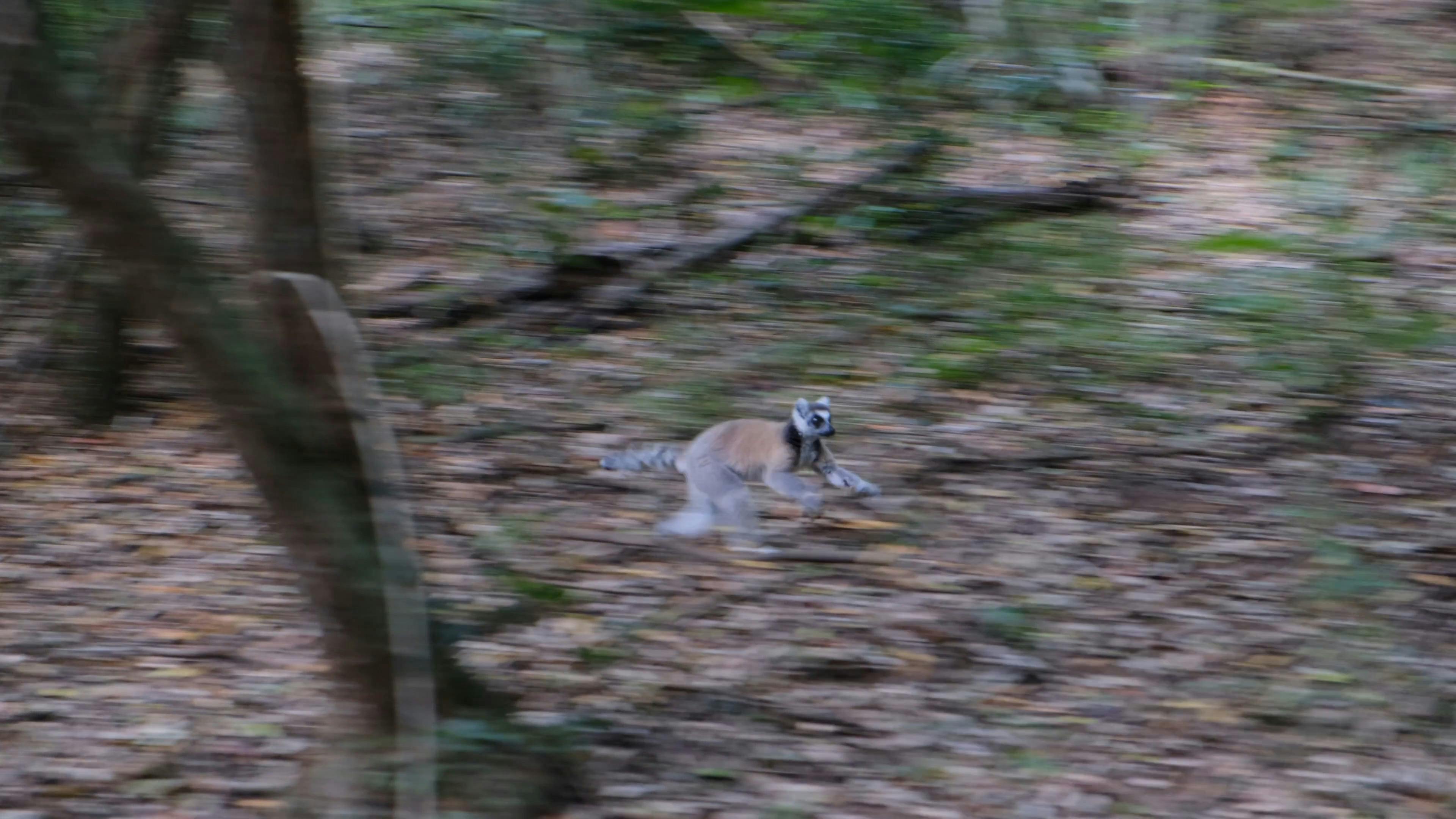 Group Of Apes Playing Together In The Forest Free Stock Video Footage ...