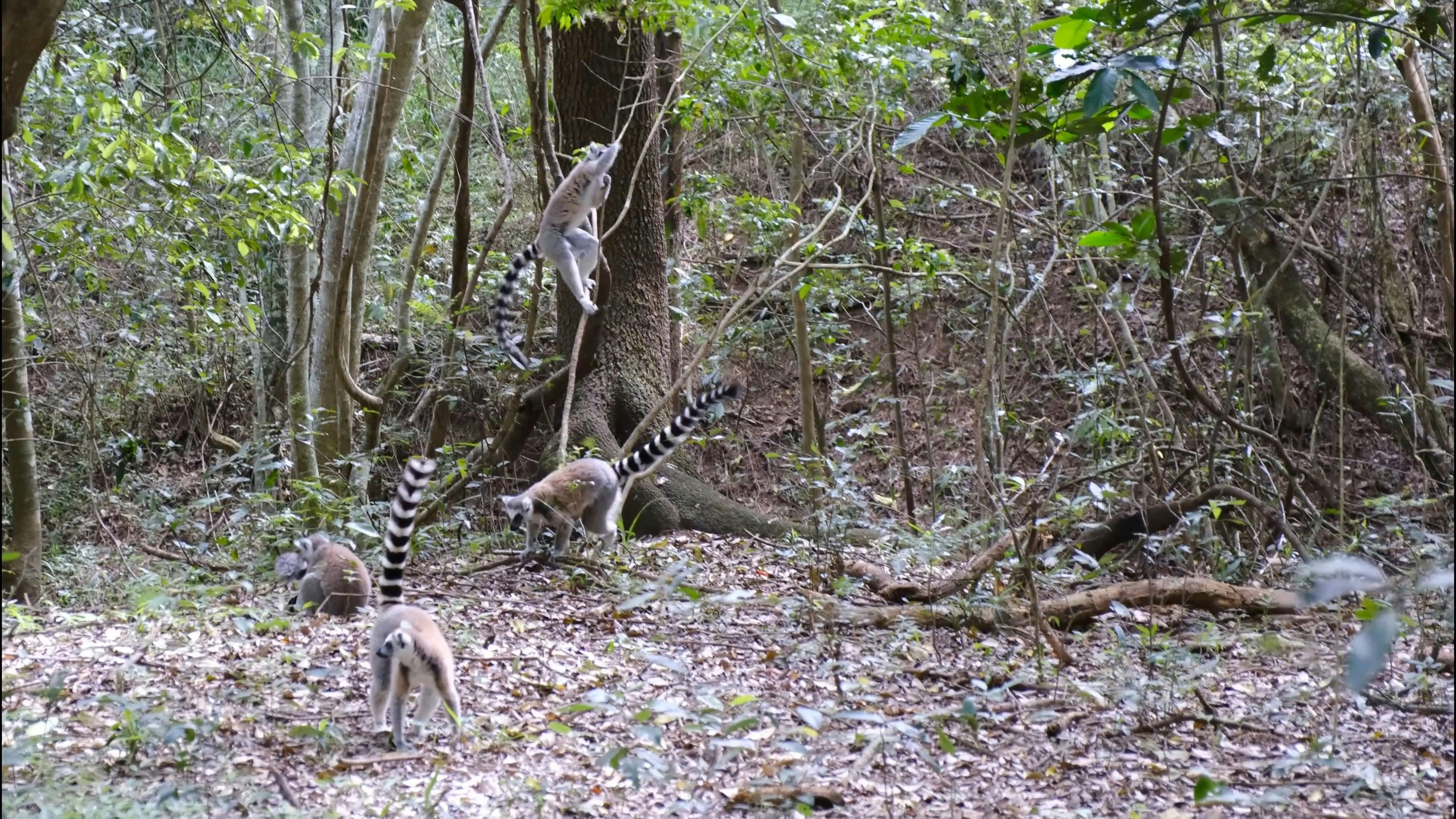 Group Of Animals Eating Together Free Stock Video Footage, Royalty-Free ...