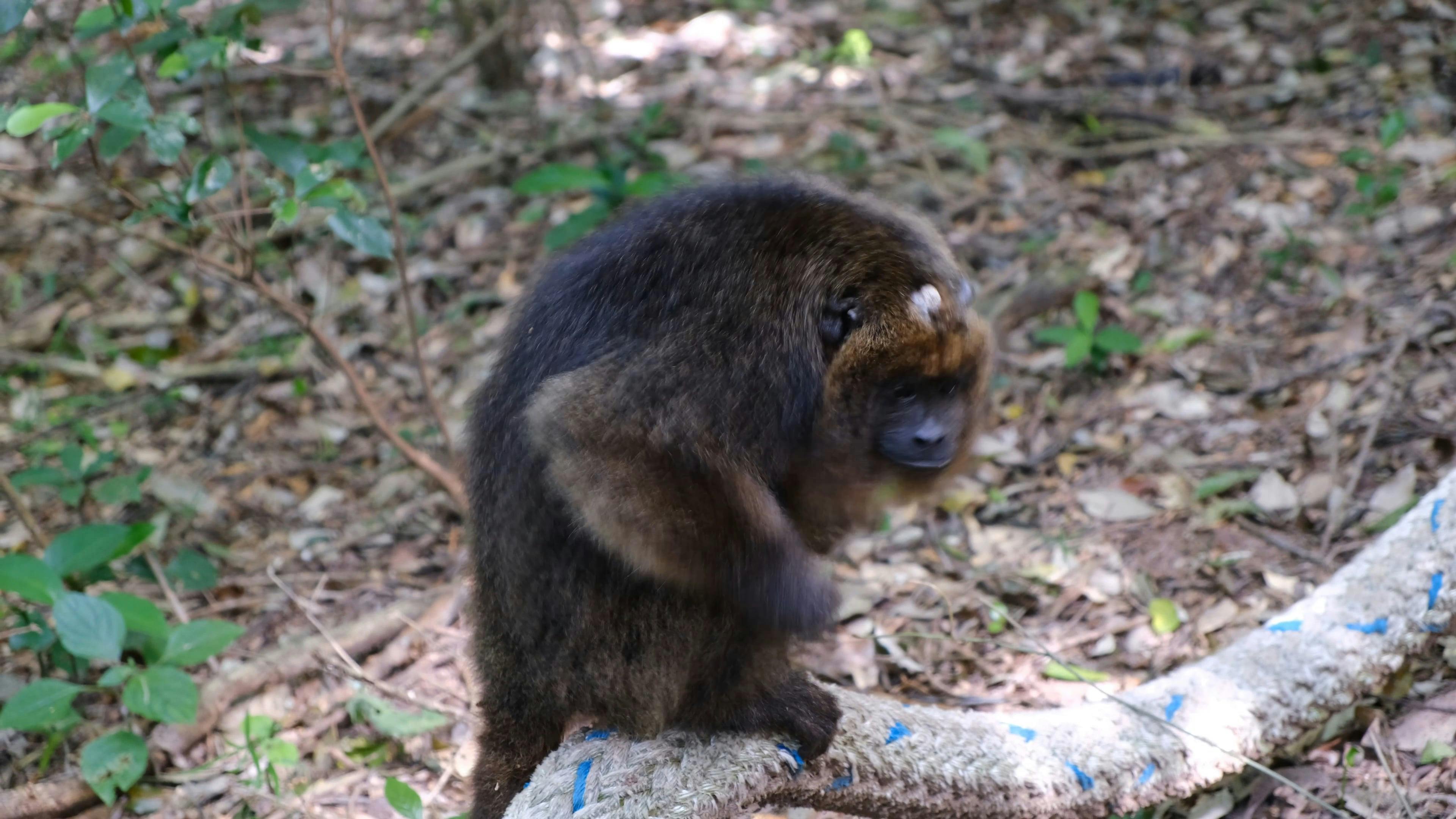 Imágenes De Un Mono Rascándose A Sí Mismo · Vídeo de stock gratuito