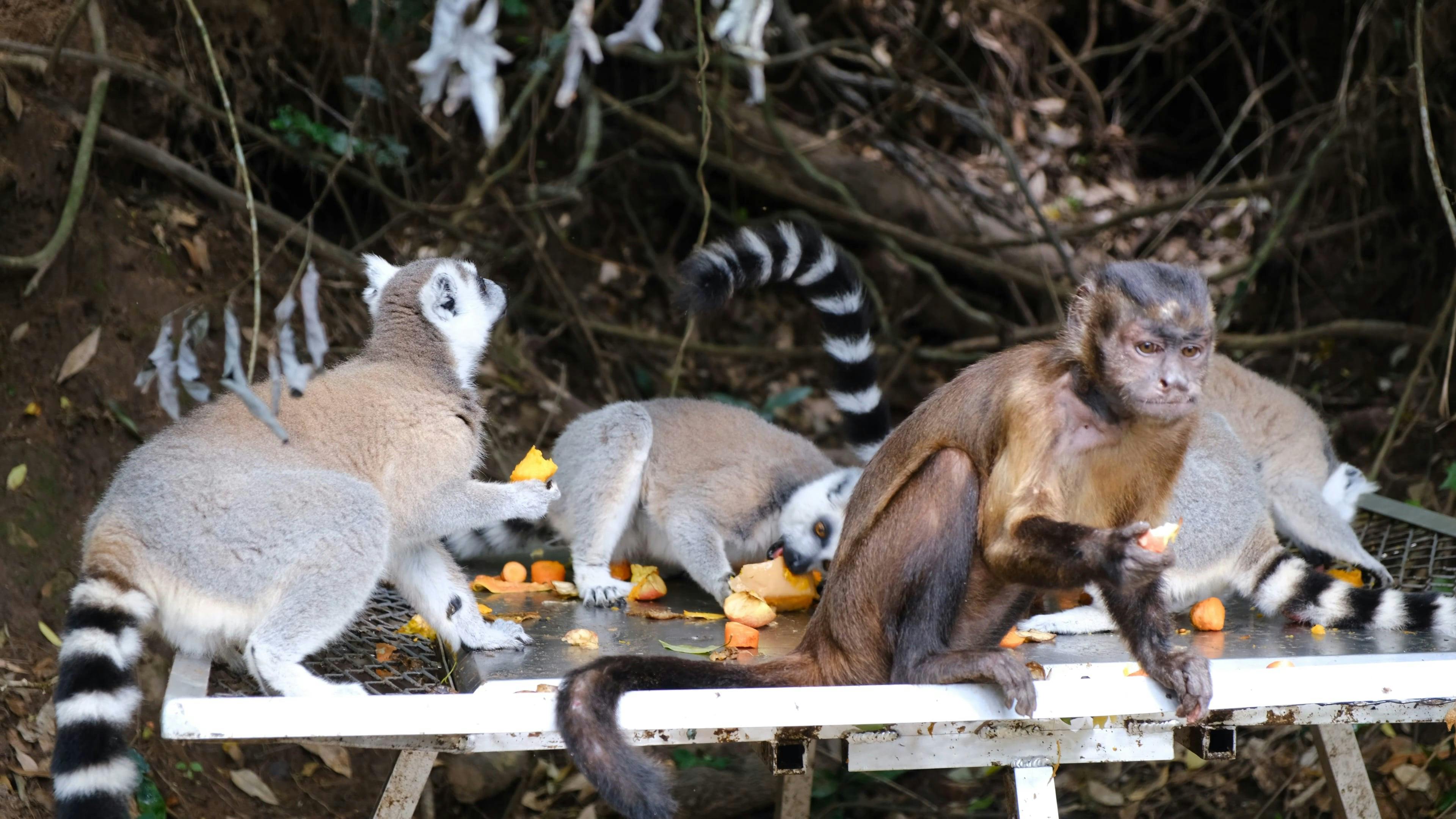 Capuchin Monkey Using Tools Videos, Download The BEST Free 4k Stock ...