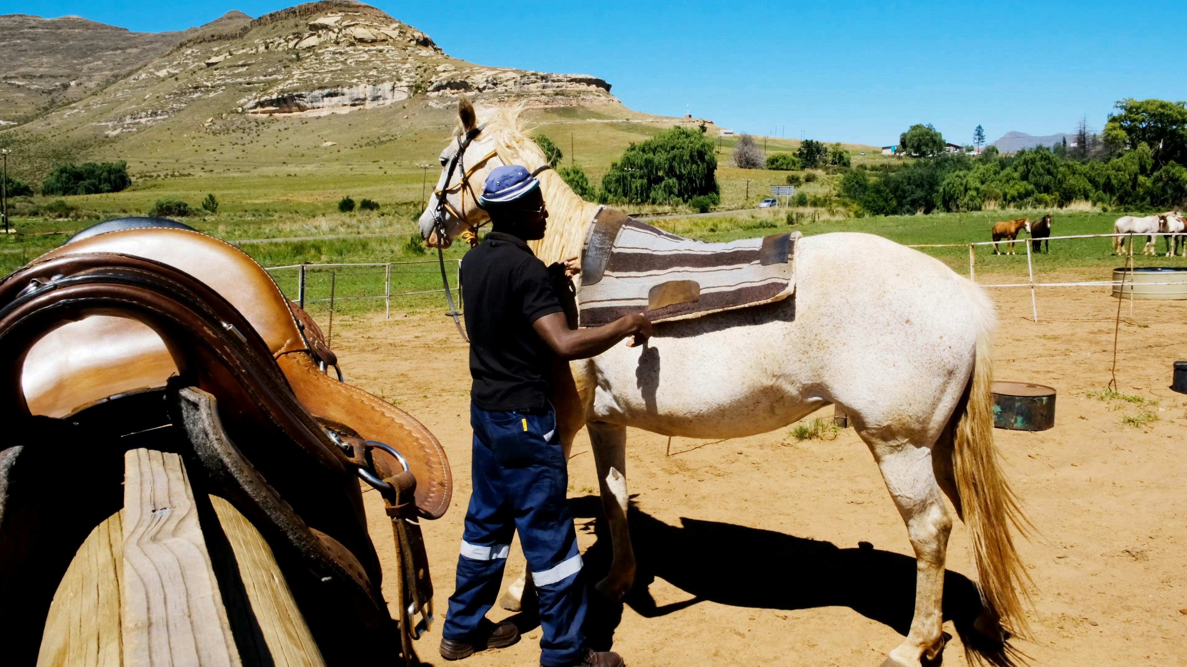 Men And Animals Videos, Download The BEST Free 4k Stock Video Footage ...