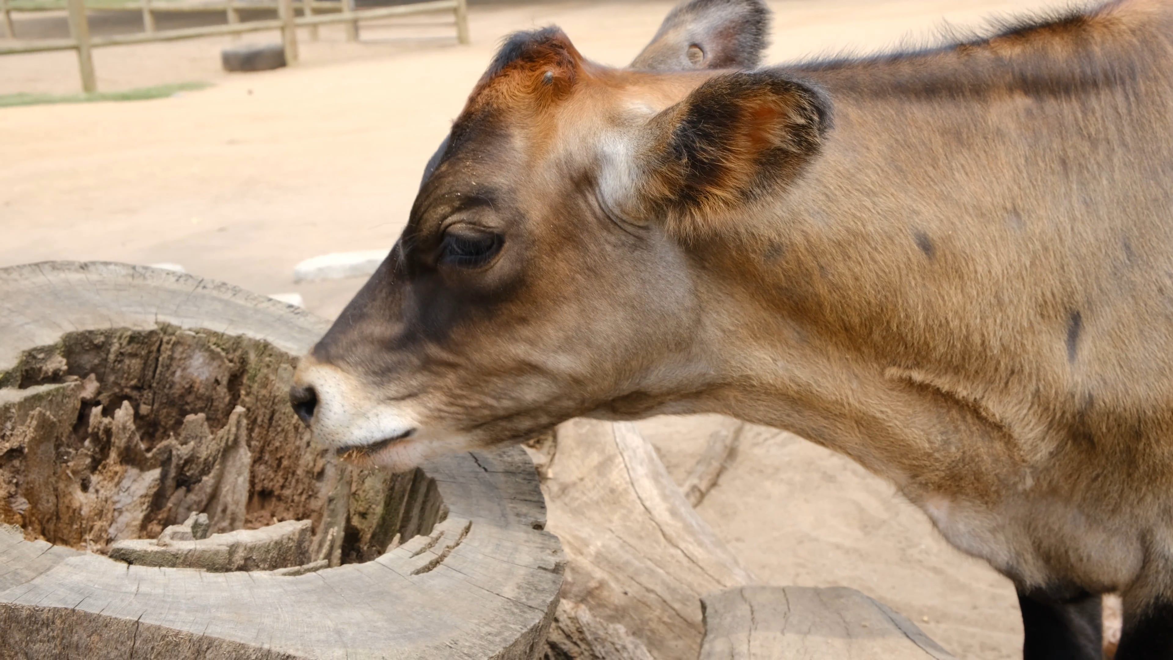Cow Stumping Videos, Download The BEST Free 4k Stock Video Footage ...