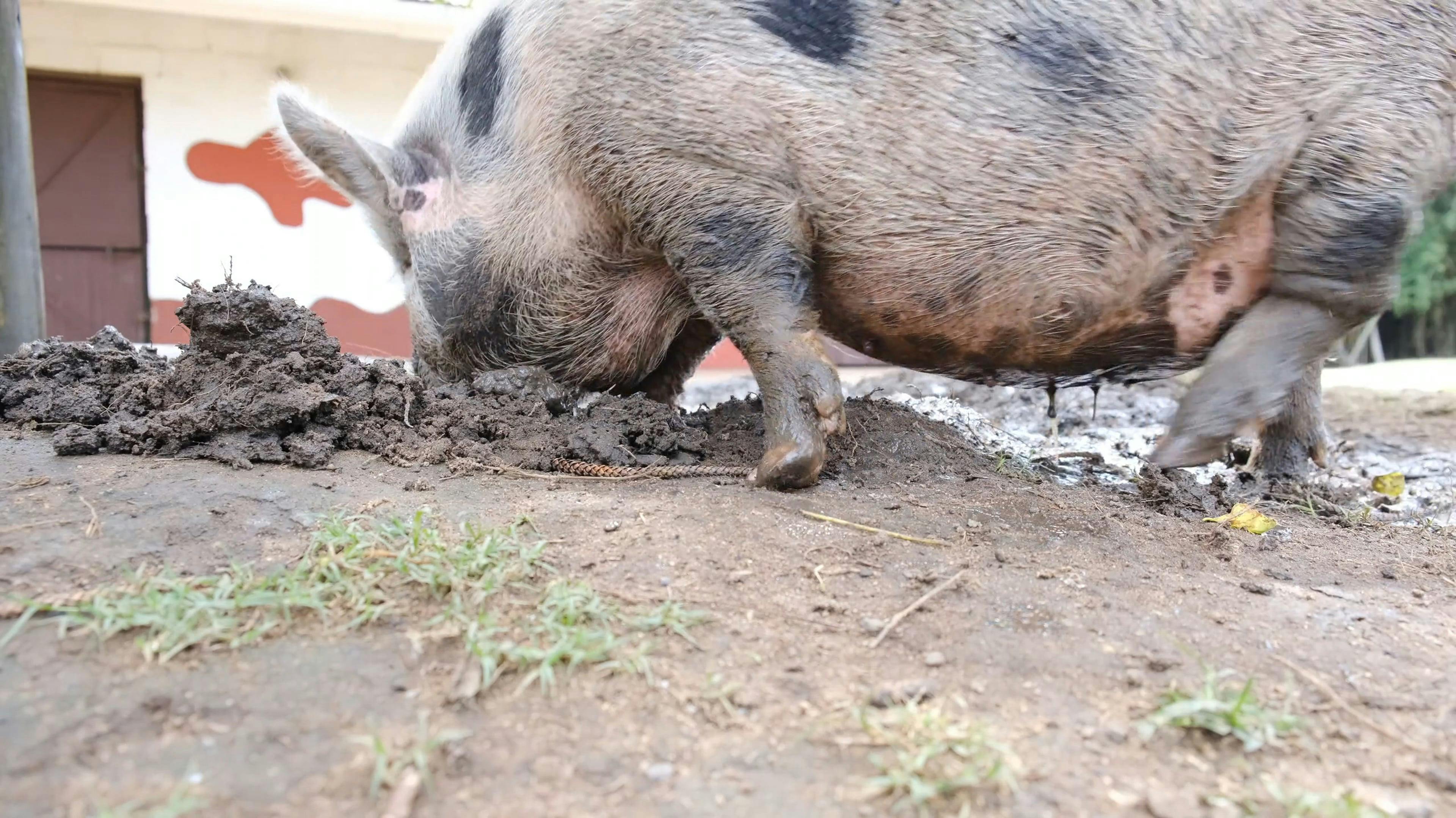A Pig Wallowing in Mud · Free Stock Video