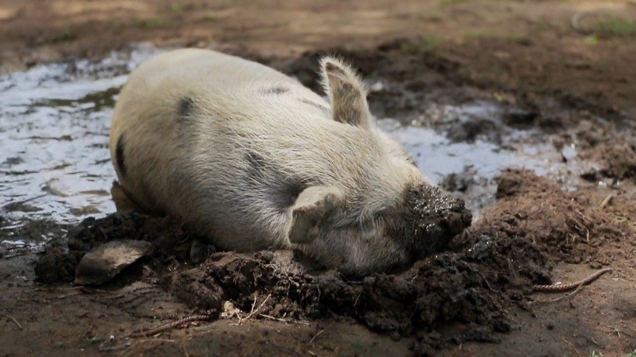 Close-up Footage of Piglet in a Mud Free Stock Video Footage, Royalty ...