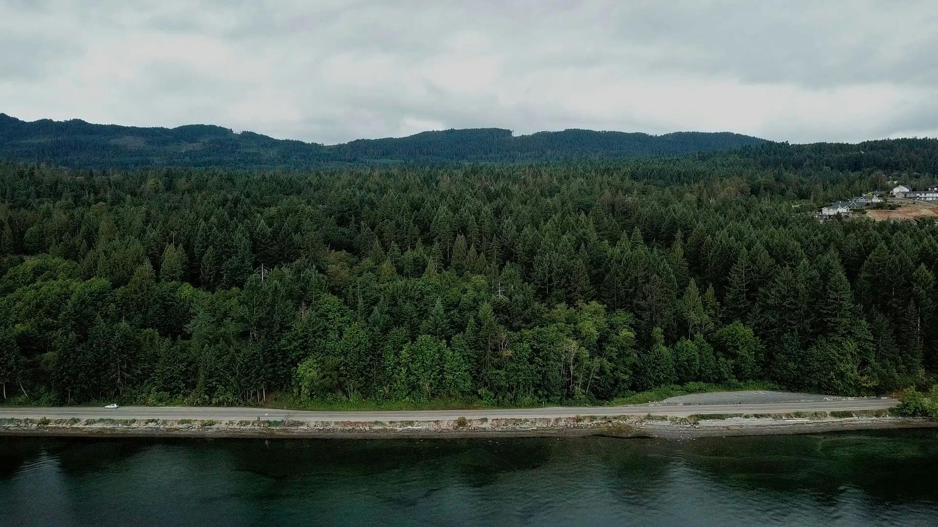 Drone Footage Of Forest · Free Stock Video