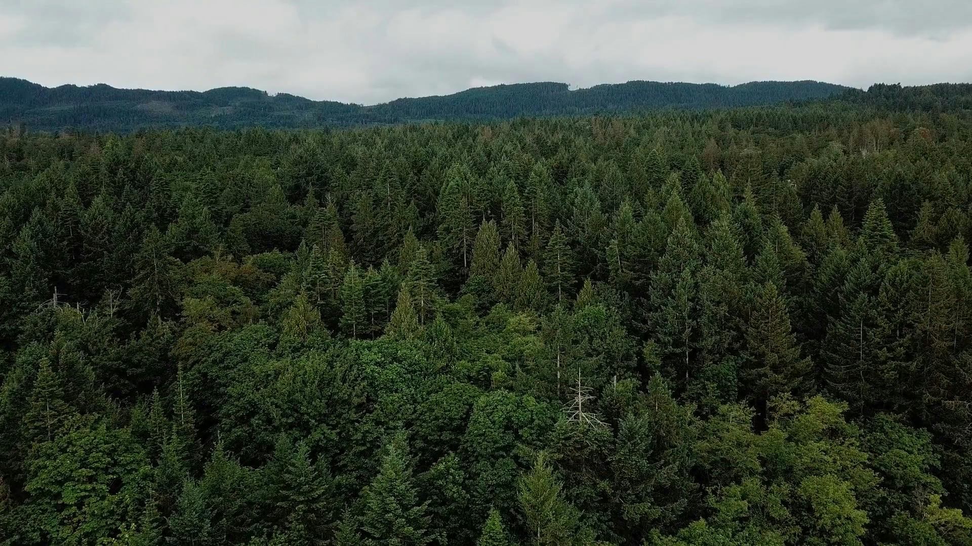Drone Footage Of The Forest · Free Stock Video