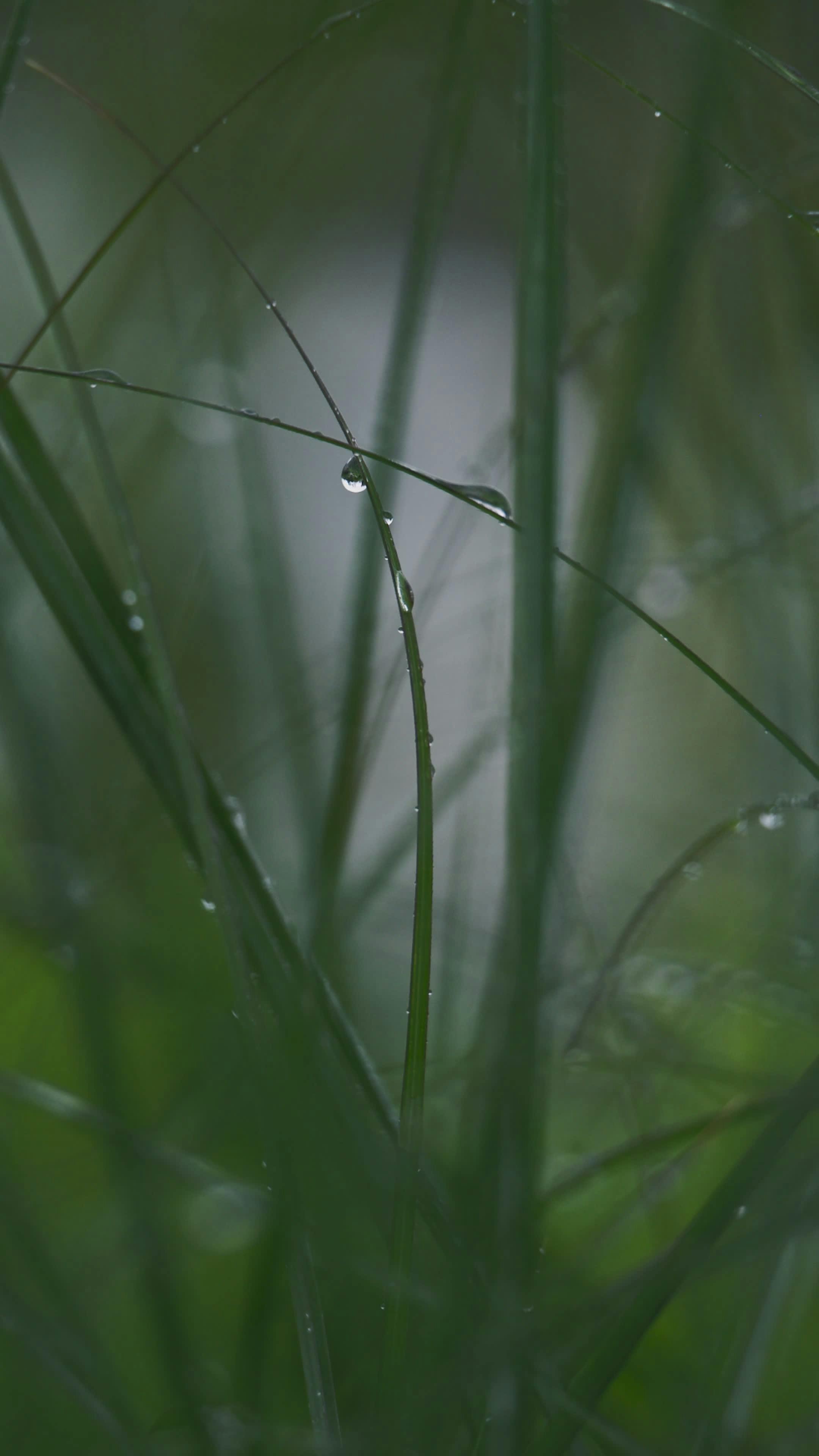 Tranquilles Gouttes De Rosée Sur Les Brins D'herbe Verte · Vidéo gratuite