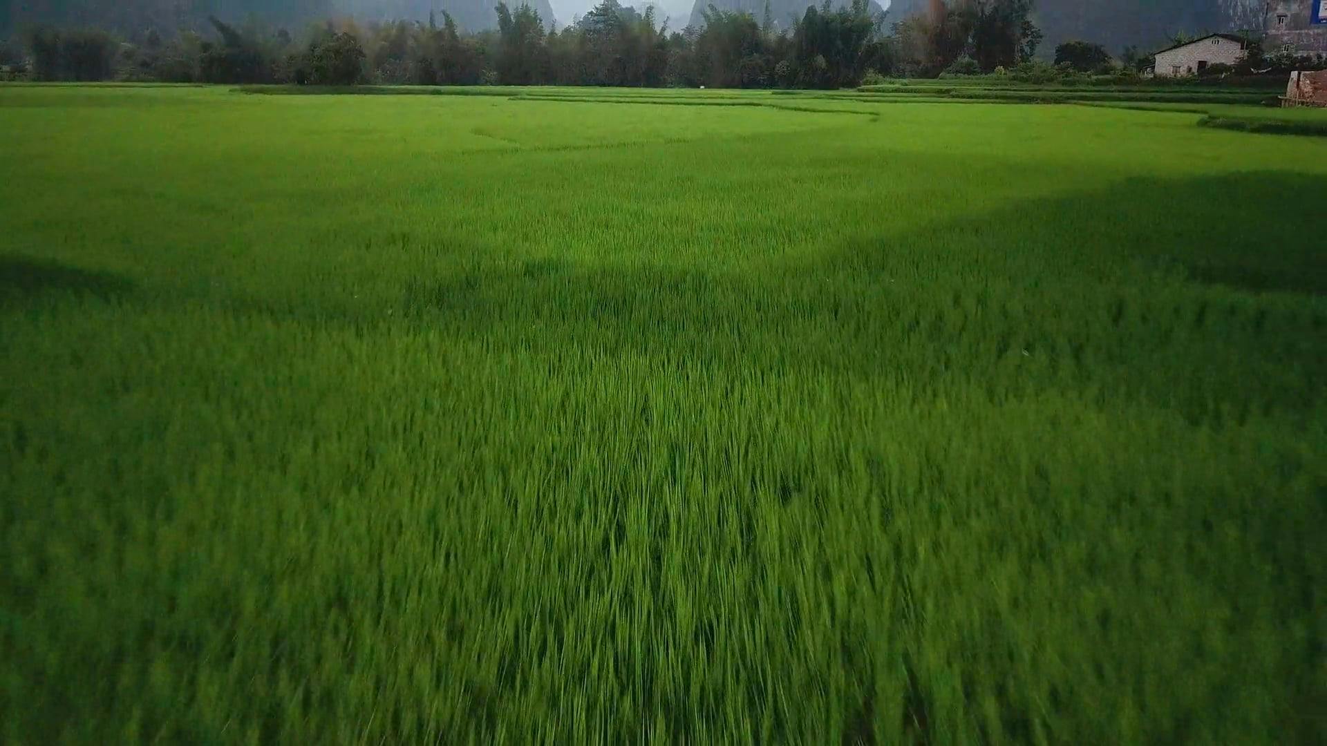 Aerial Footage Of Rice Plantation In The Farm Fields · Free Stock Video