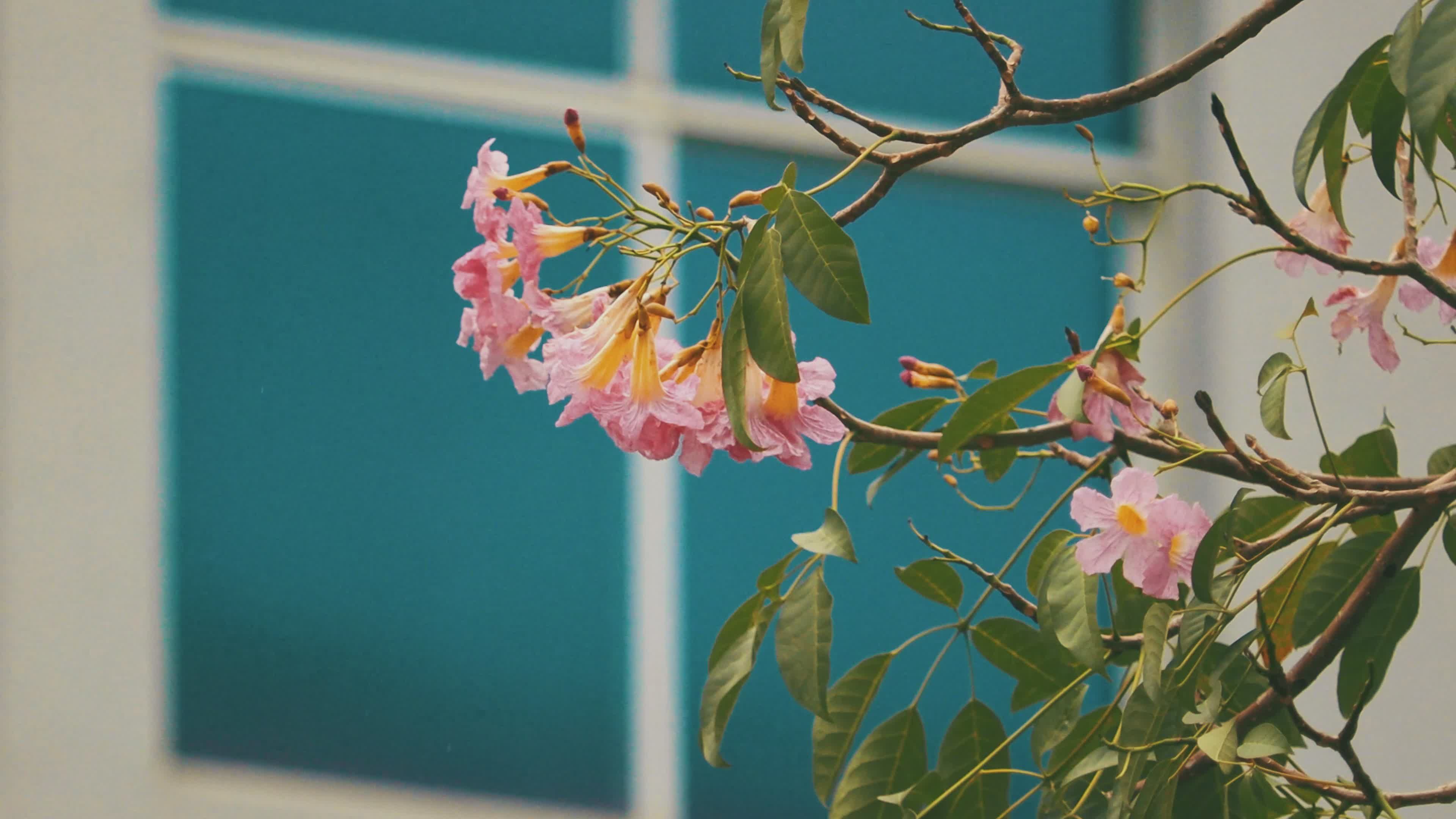 Flores Cor De Rosa Desabrochando Do Lado De Fora Da Janela. · Vídeo ...