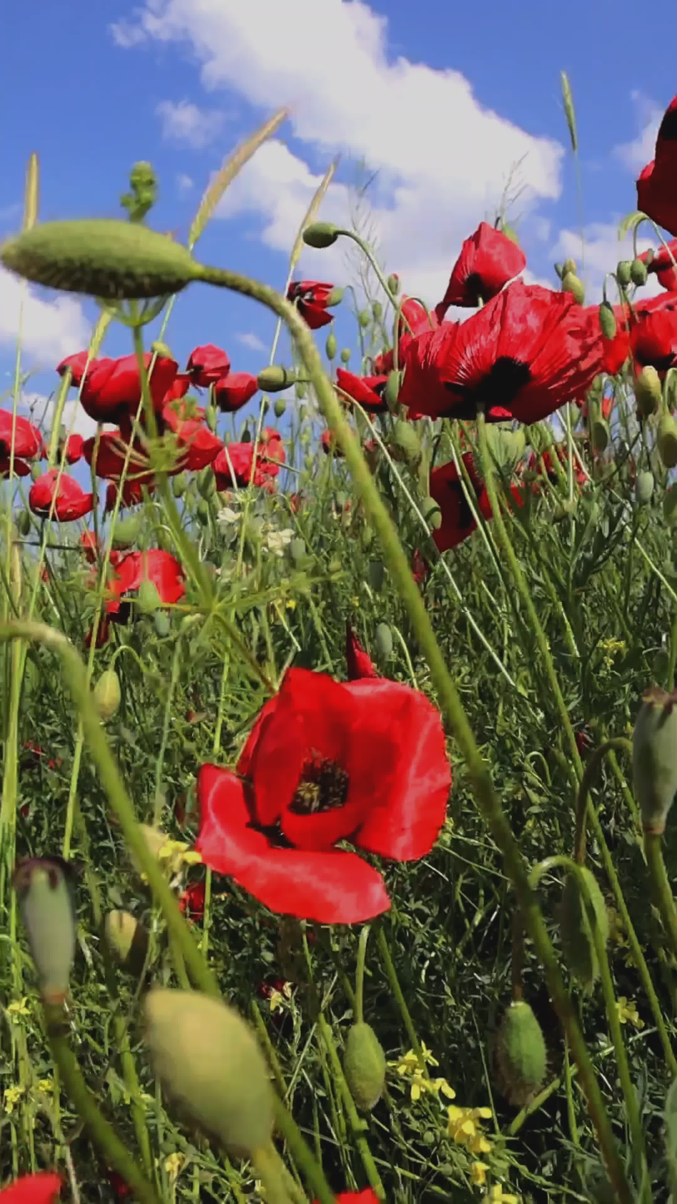 Vibrant Red Poppies Sway Under Blue Sky Free Stock Video Footage ...