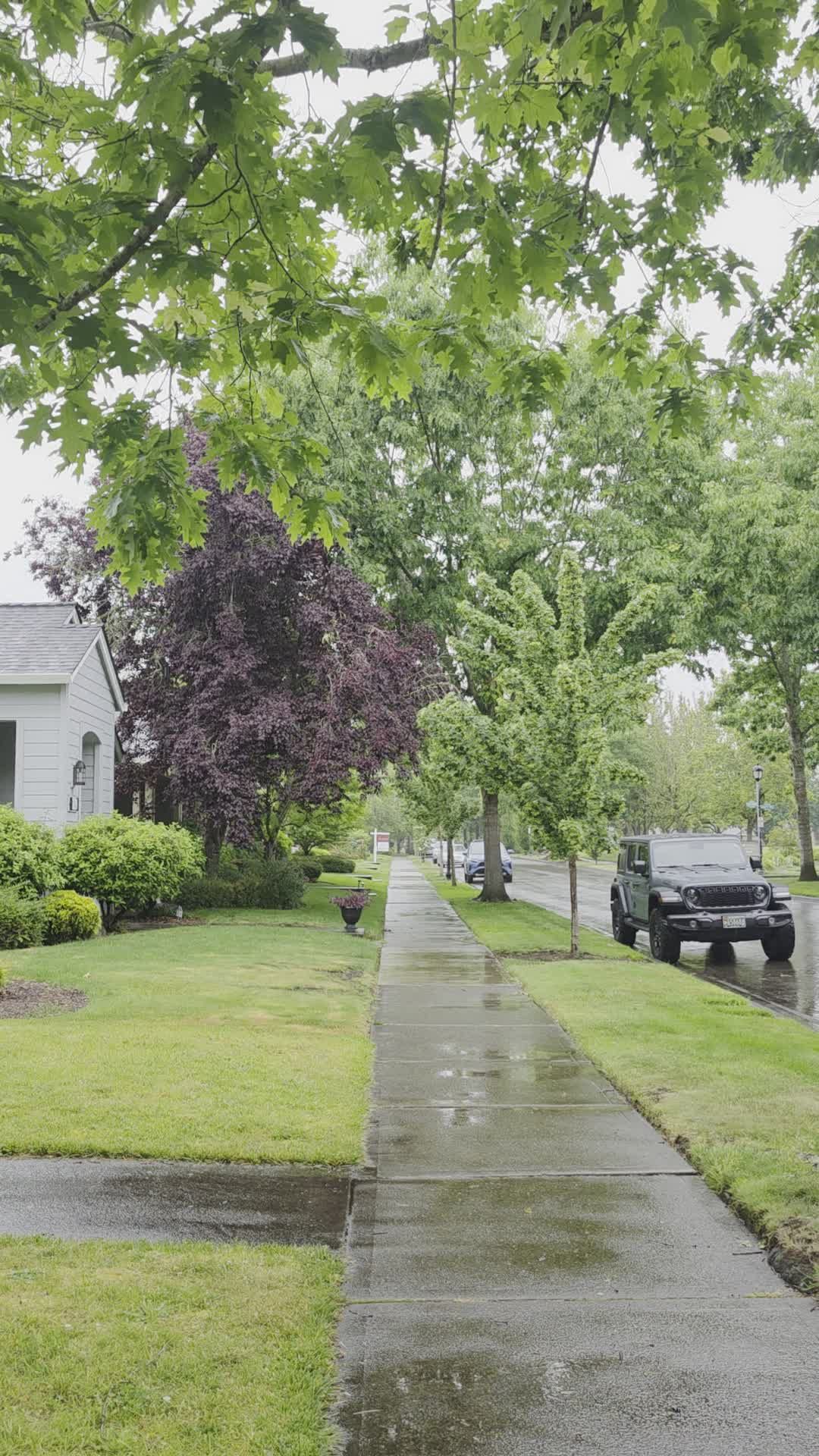 Strada Suburbana Piovosa Con Vegetazione E Alberi · Video gratuito