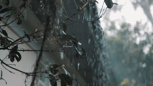Rain Videos, Download The BEST Free 4k Stock Video Footage & Rain HD ...