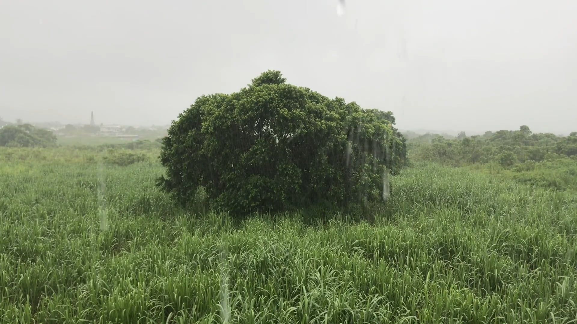 Dew Drops Falling Videos, Download The BEST Free 4k Stock Video Footage ...