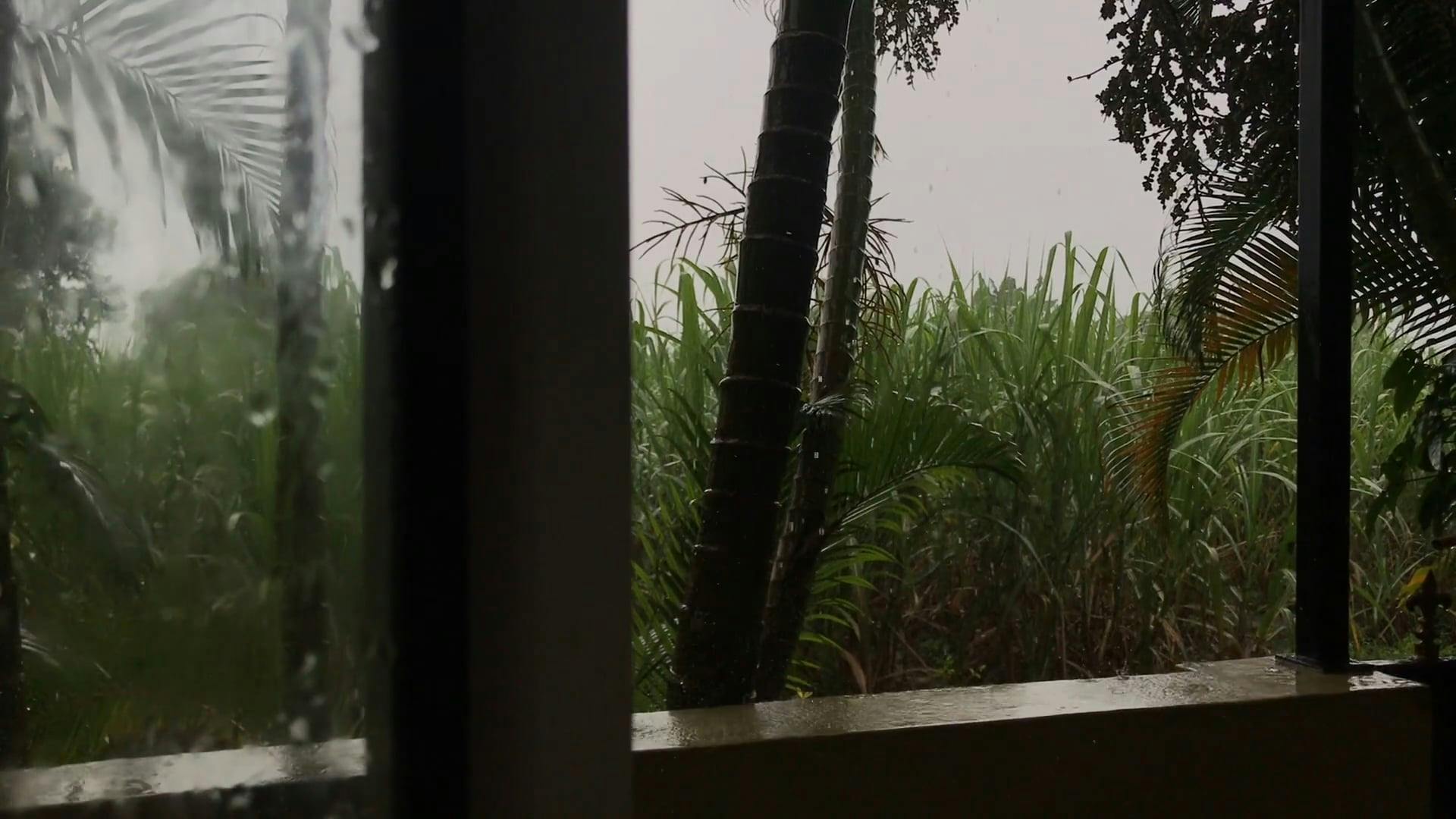 Rain Falling Outside a Window · Free Stock Video