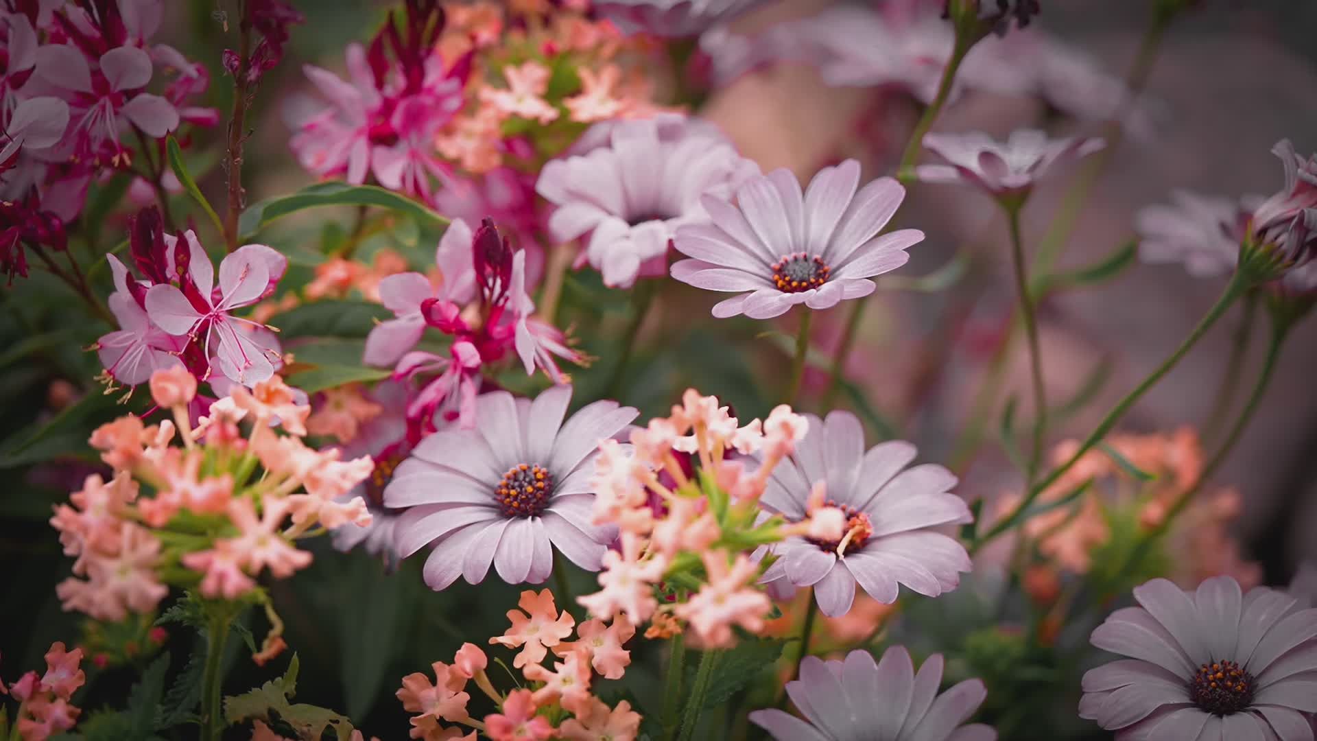 Blooming Spring Flowers in Vibrant Garden Free Stock Video Footage ...