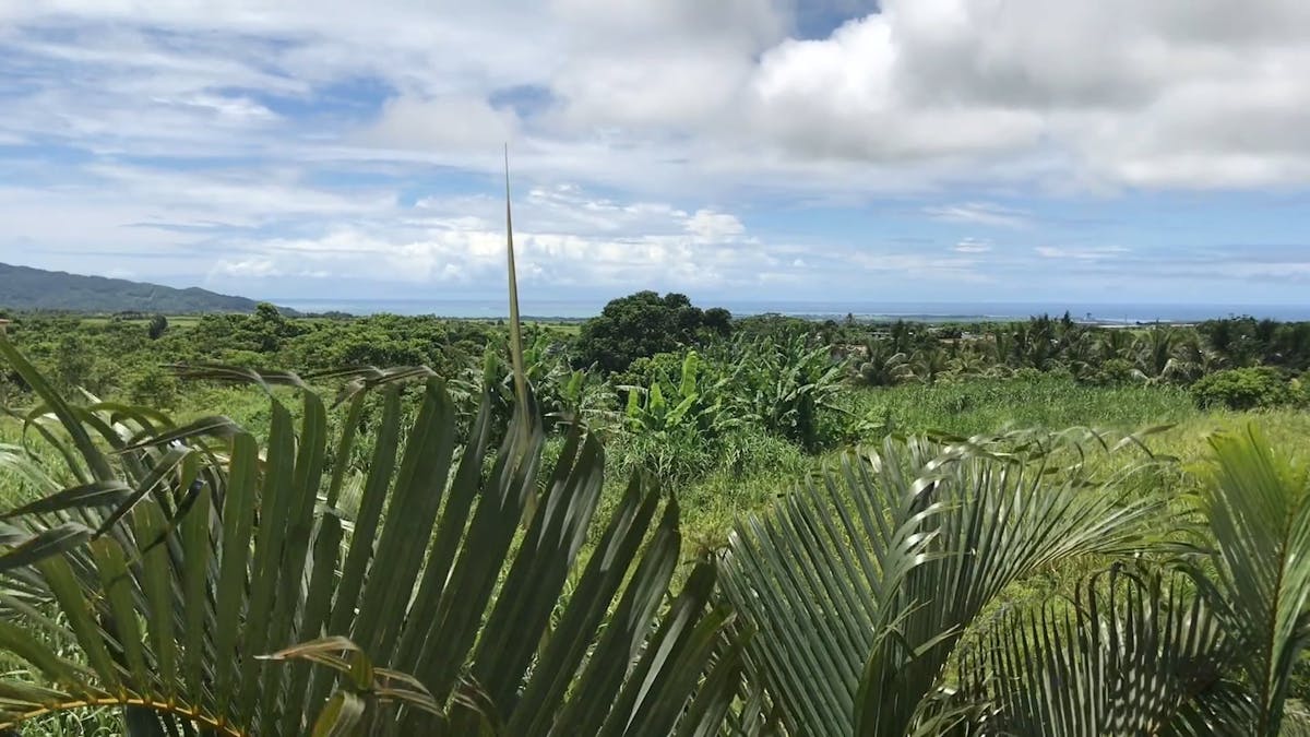有关下雨 垂直视频 多風 天性 寧靜 平静 搖曳 放鬆 林地 森林 樹木 玻璃窗 荒野 門廊 雨的免费素材视频