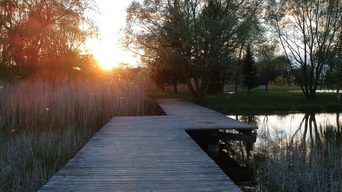 Sunset Swamp Videos, Download The BEST Free 4k Stock Video Footage ...