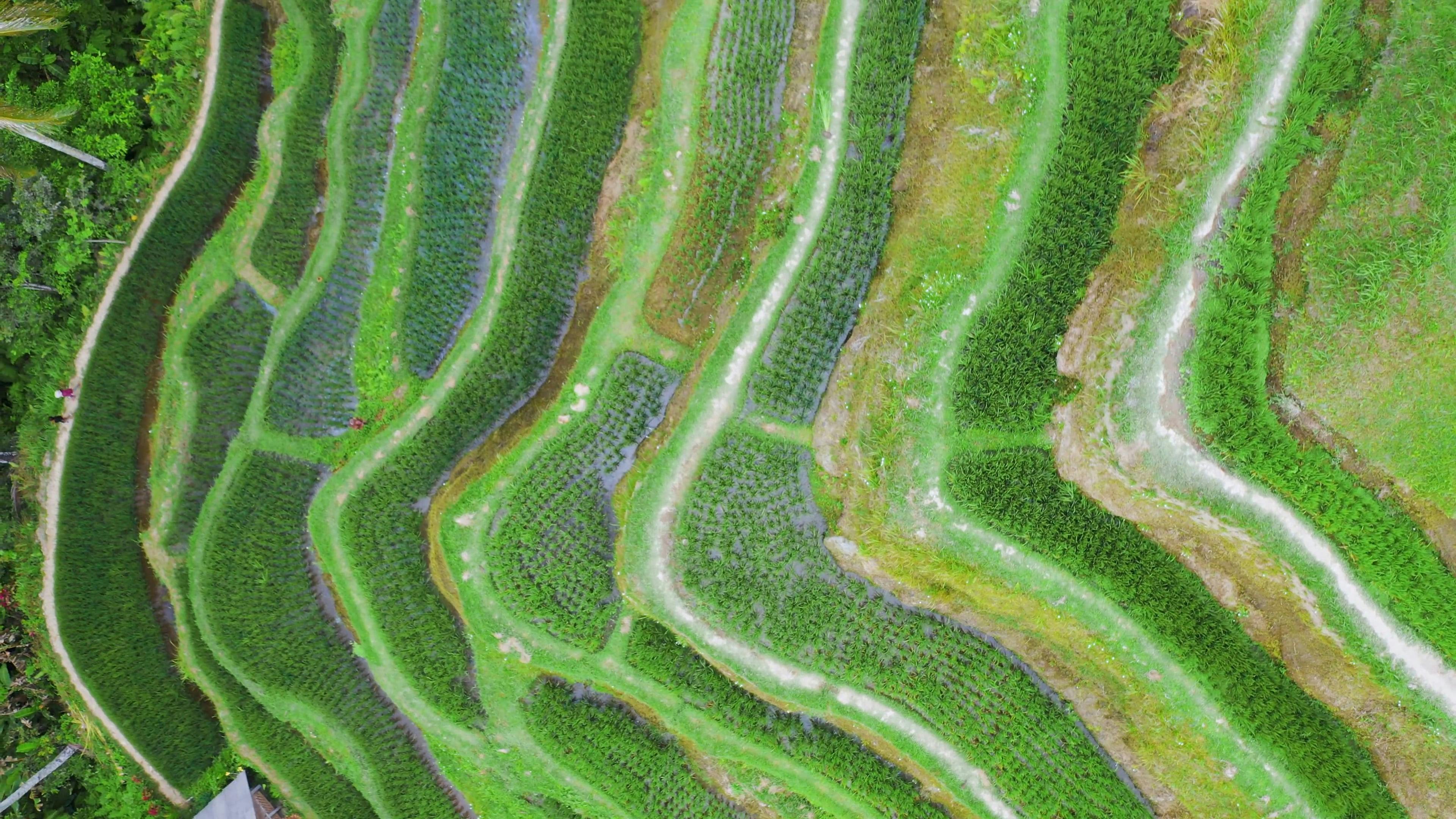 Drone Footage Of Rice Terraces On A Mountain Slopes Free Stock Video ...