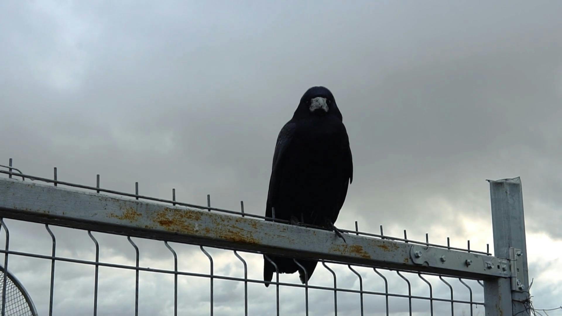 A Crow Perched on a Fence Free Stock Video Footage, Royalty-Free 4K ...