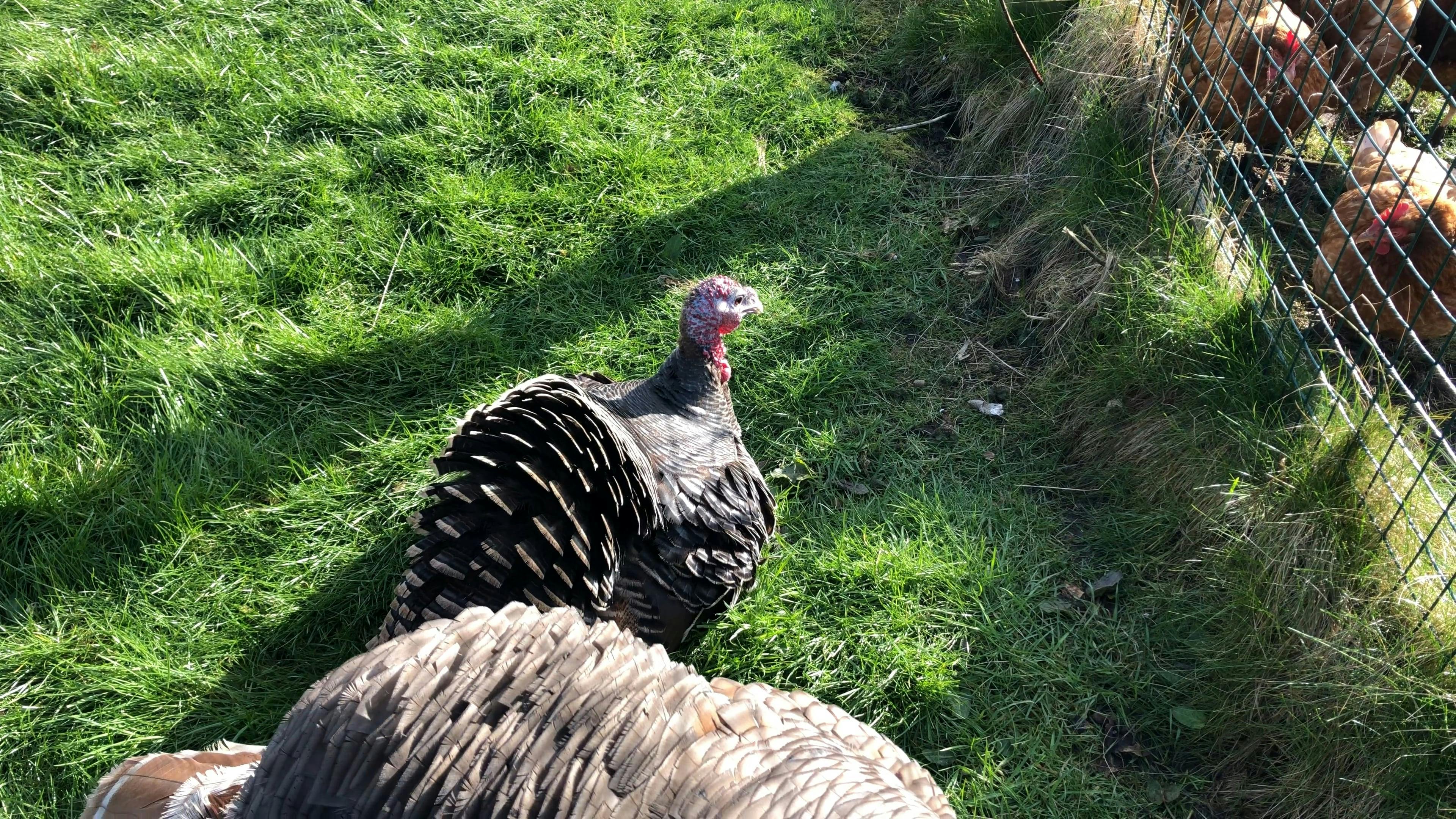 Turkeys Videos, Download The BEST Free 4k Stock Video Footage & Turkeys ...