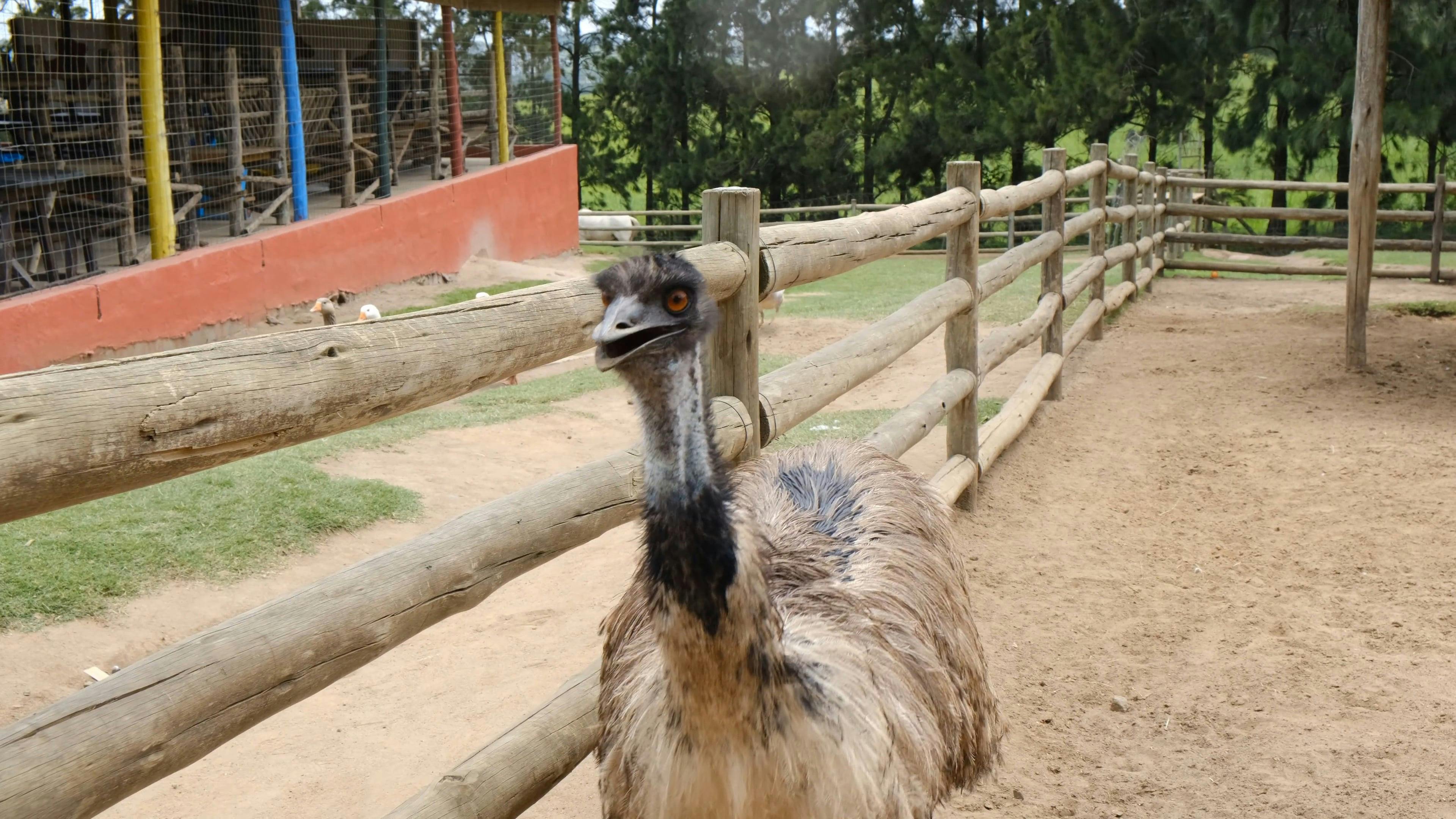 Close Up Footage Of An Emu In Slow Motion Free Stock Video Footage ...