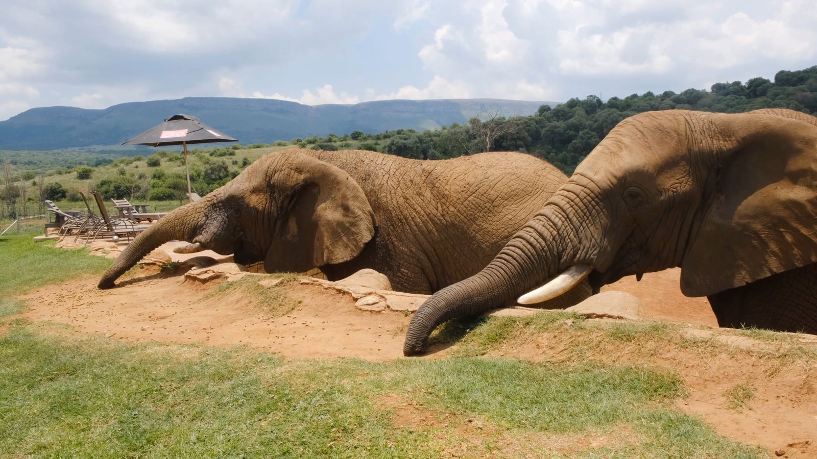 African Safari Videos, Download The BEST Free 4k Stock Video Footage ...