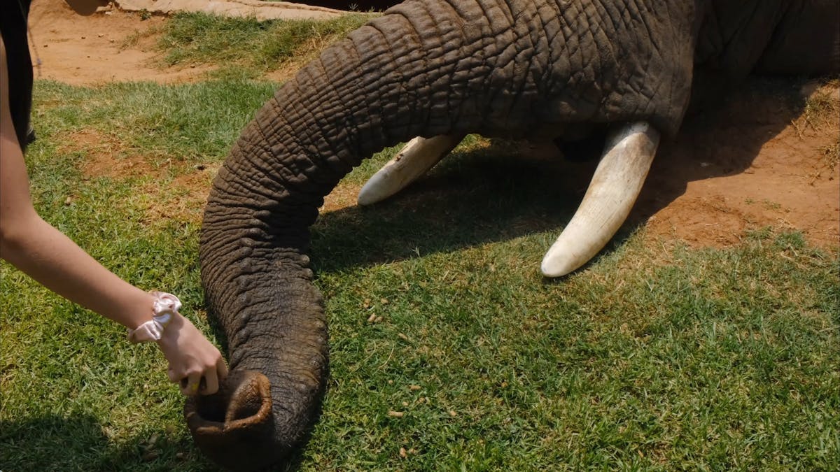 Zoo Animals Videos, Download The BEST Free 4k Stock Video Footage & Zoo ...