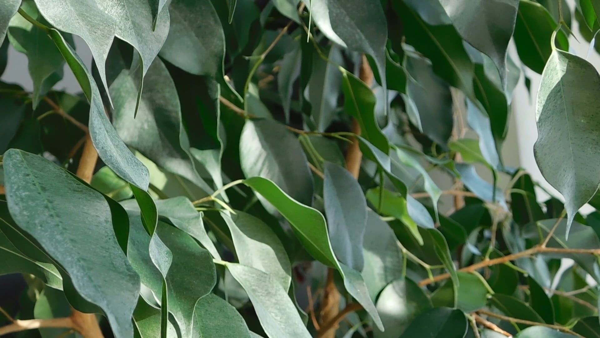 Ficus Laurifolia Videos, Download Free 4k Stock Video Footage & Ficus ...