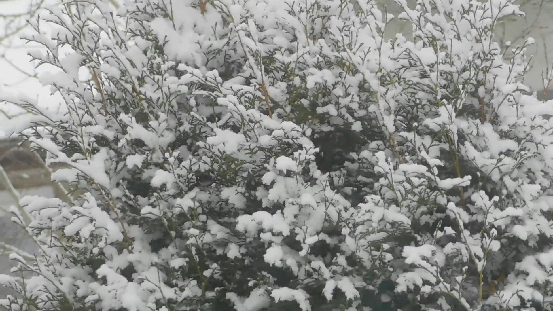 Close Up of an Evergreen Plant in a Snowstorm Free Stock Video Footage ...
