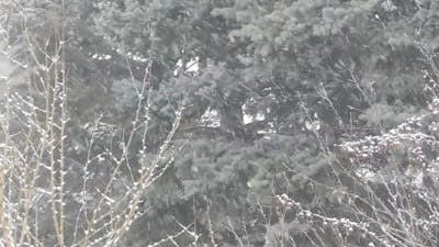 Snow Storm Videos, Download Free 4k Stock Video Footage & Snow Storm HD ...