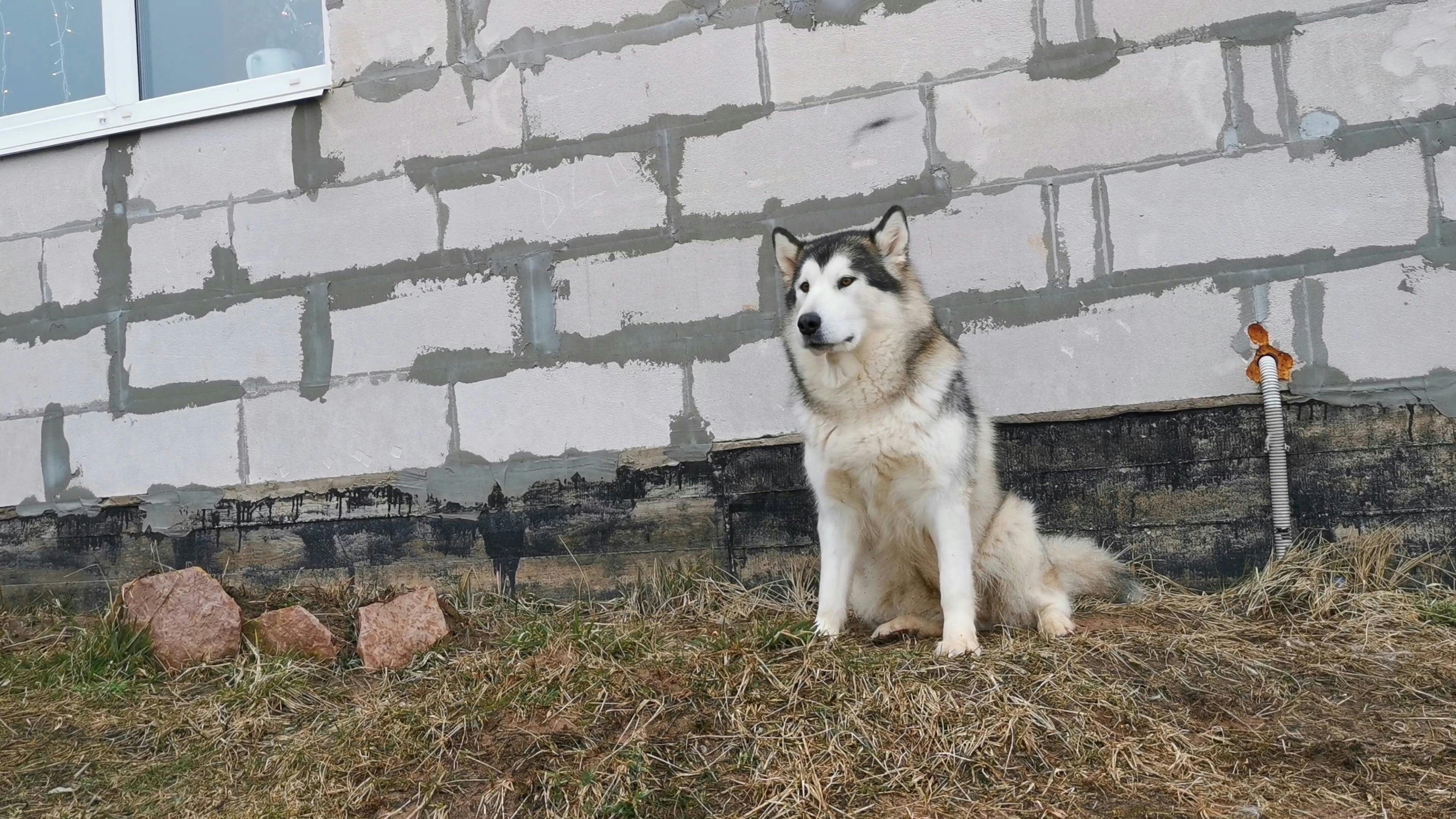 A Yawning Siberian Husky Free Stock Video Footage, Royalty-Free 4K & HD ...