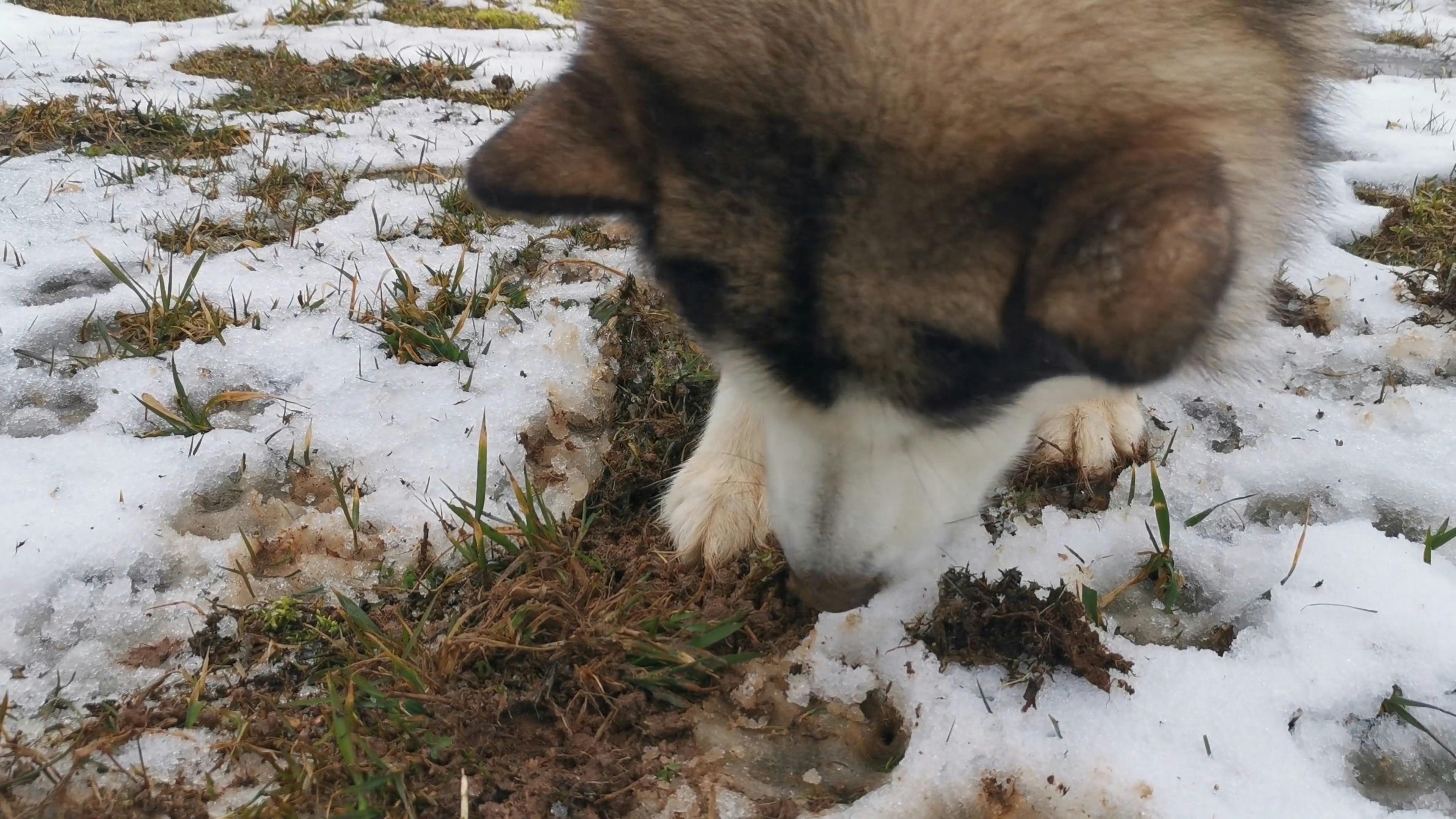 A Husky Dog Digging The Ground Soil Free Stock Video Footage, Royalty ...