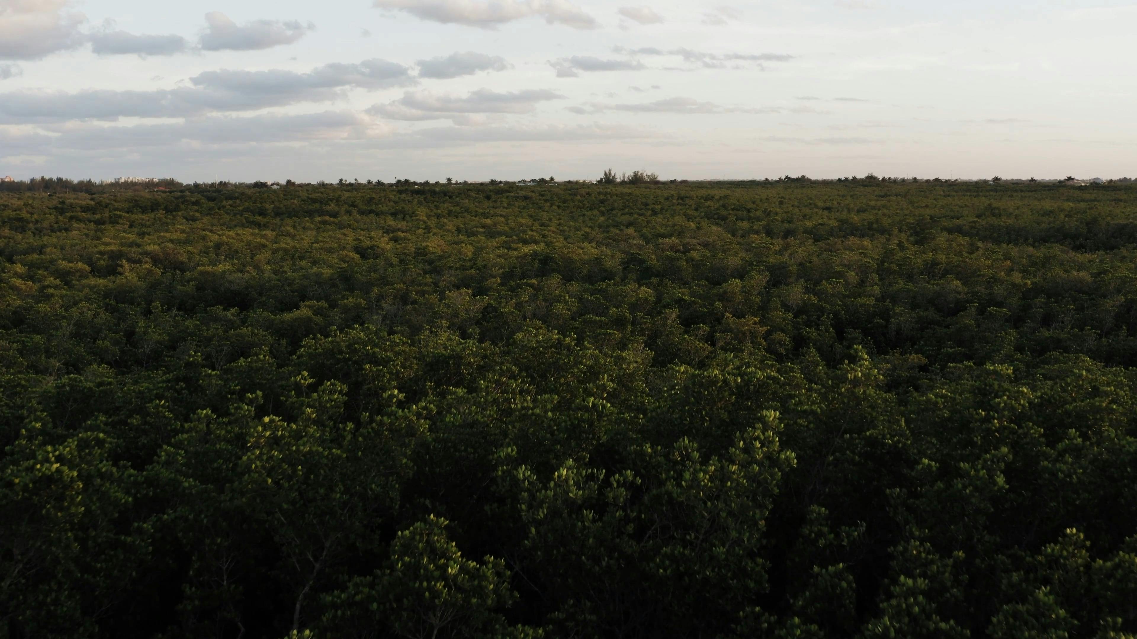 Drone Flying Over A Dense Forest · Free Stock Video