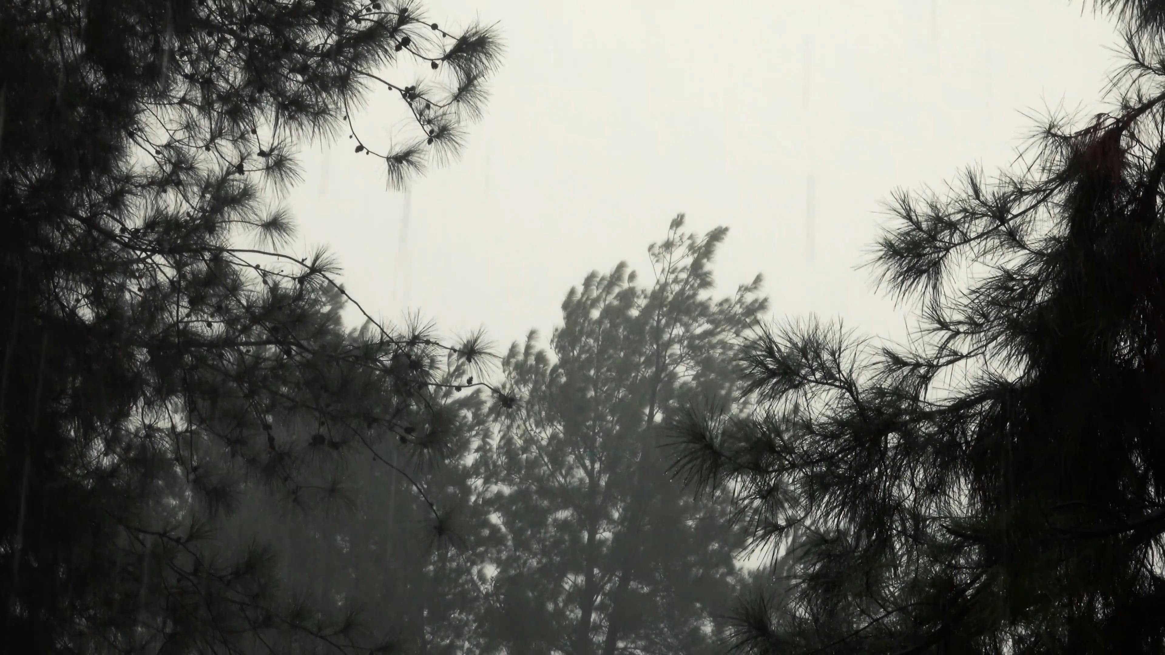 Trees Swaying in the Wind on a Stormy Day · Free Stock Video