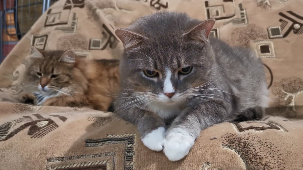 Cats Videos, Download The BEST Free 4k Stock Video Footage & Cats HD ...