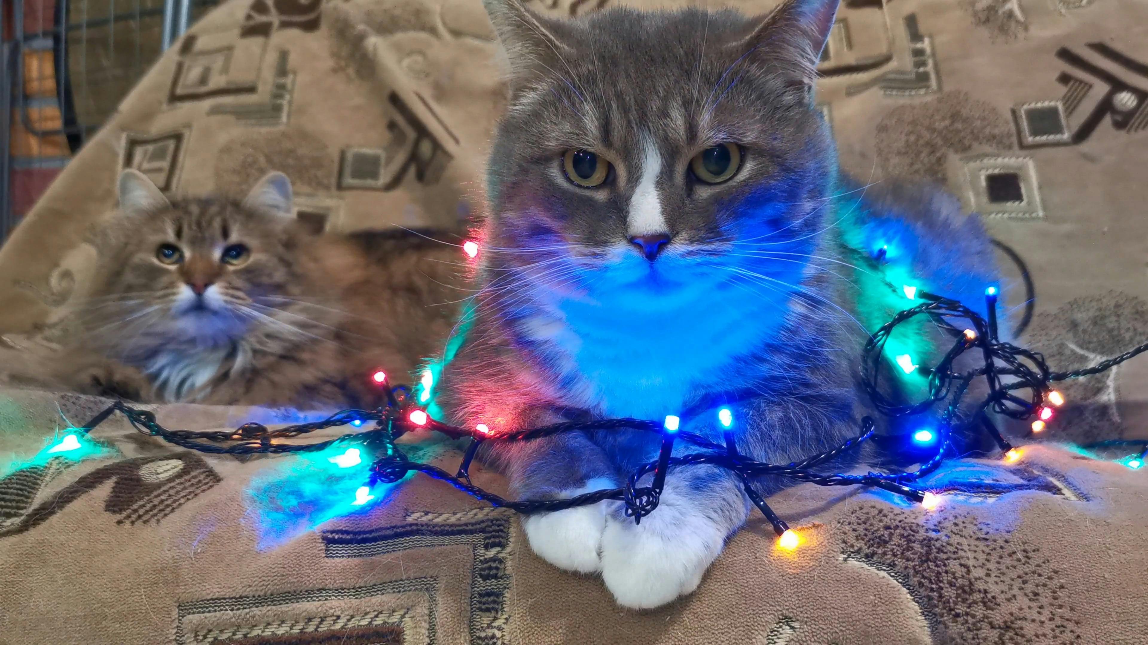 Cats Covered With Christmas Lights Free Stock Video Footage, Royalty ...