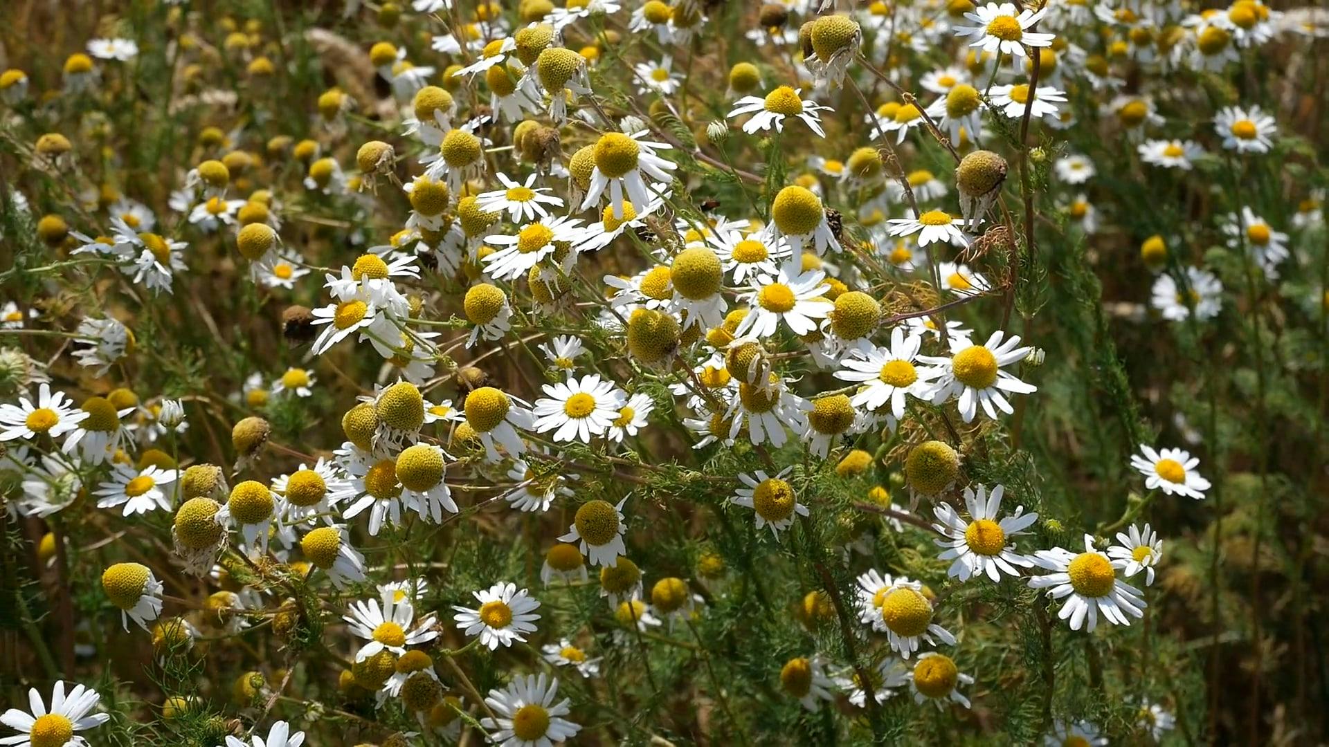 Air Pollination Videos, Download The BEST Free 4k Stock Video Footage ...