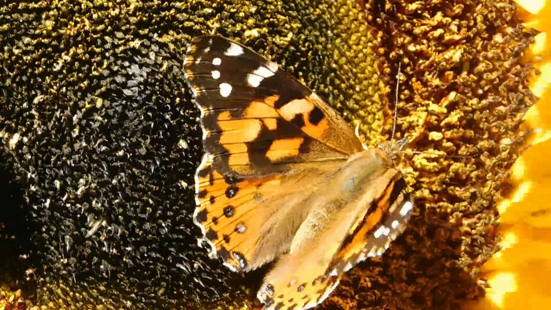 2,000+ Best Butterfly Images · 100% Free Download · Pexels Stock Photos