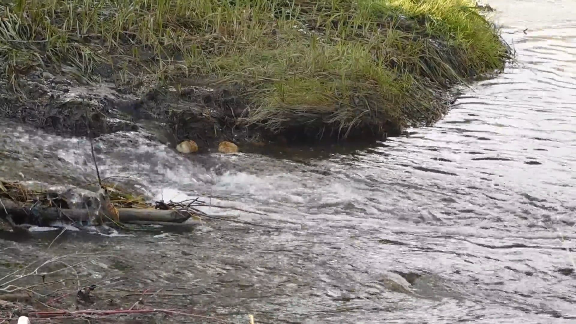 Close Up Shot of River Flowing · Free Stock Video