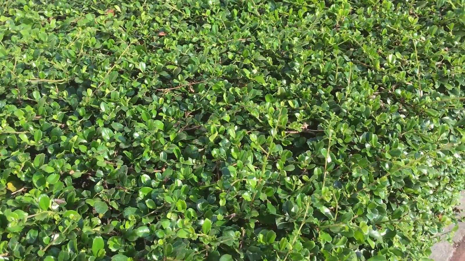 有关光 公園 分公司 原本 叢林 圖案 增長 夏天 天性 太陽 季節 孤立的 工厂 幹 弹簧 戶外 新鮮