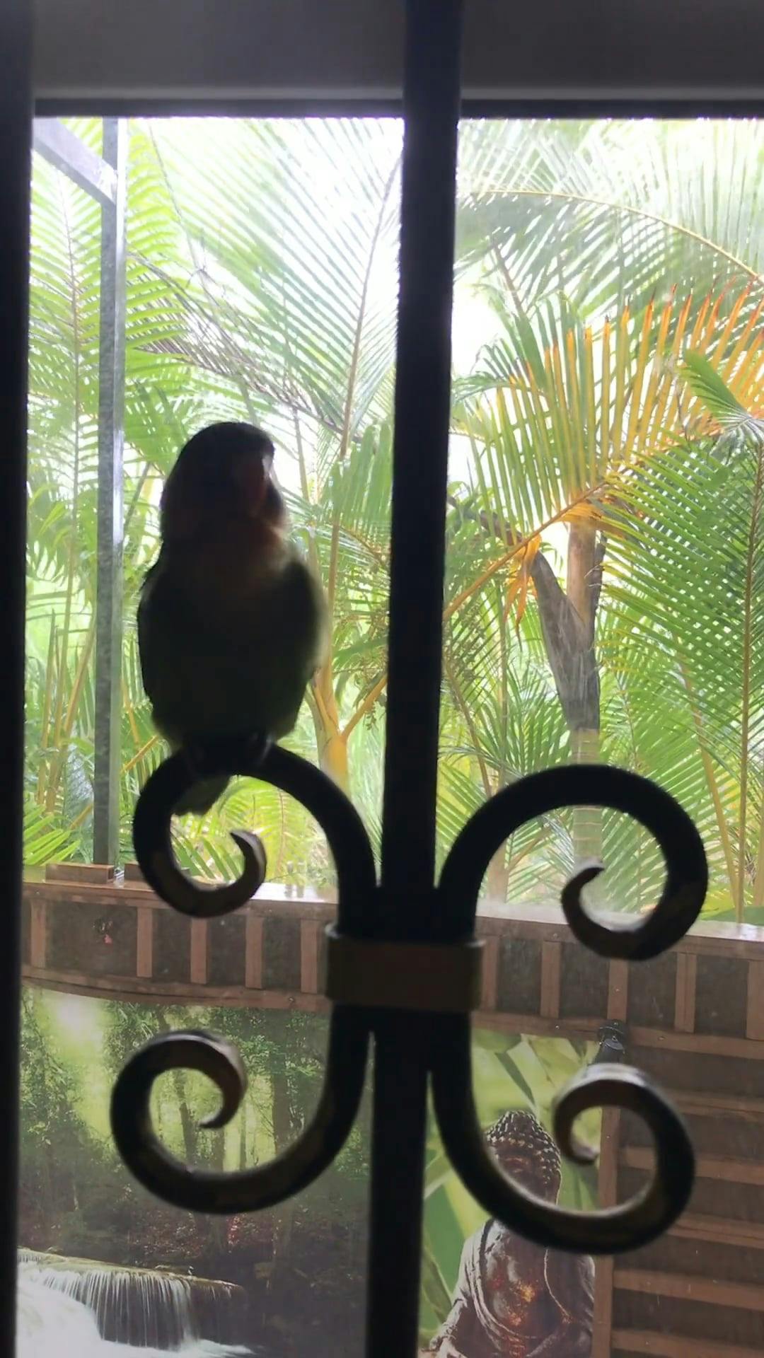 Bird in the Window Free Stock Video Footage, Royalty-Free 4K & HD Video ...