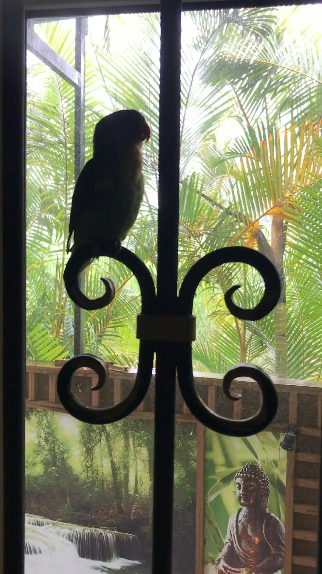 Bird Screen Videos, Download The BEST Free 4k Stock Video Footage ...