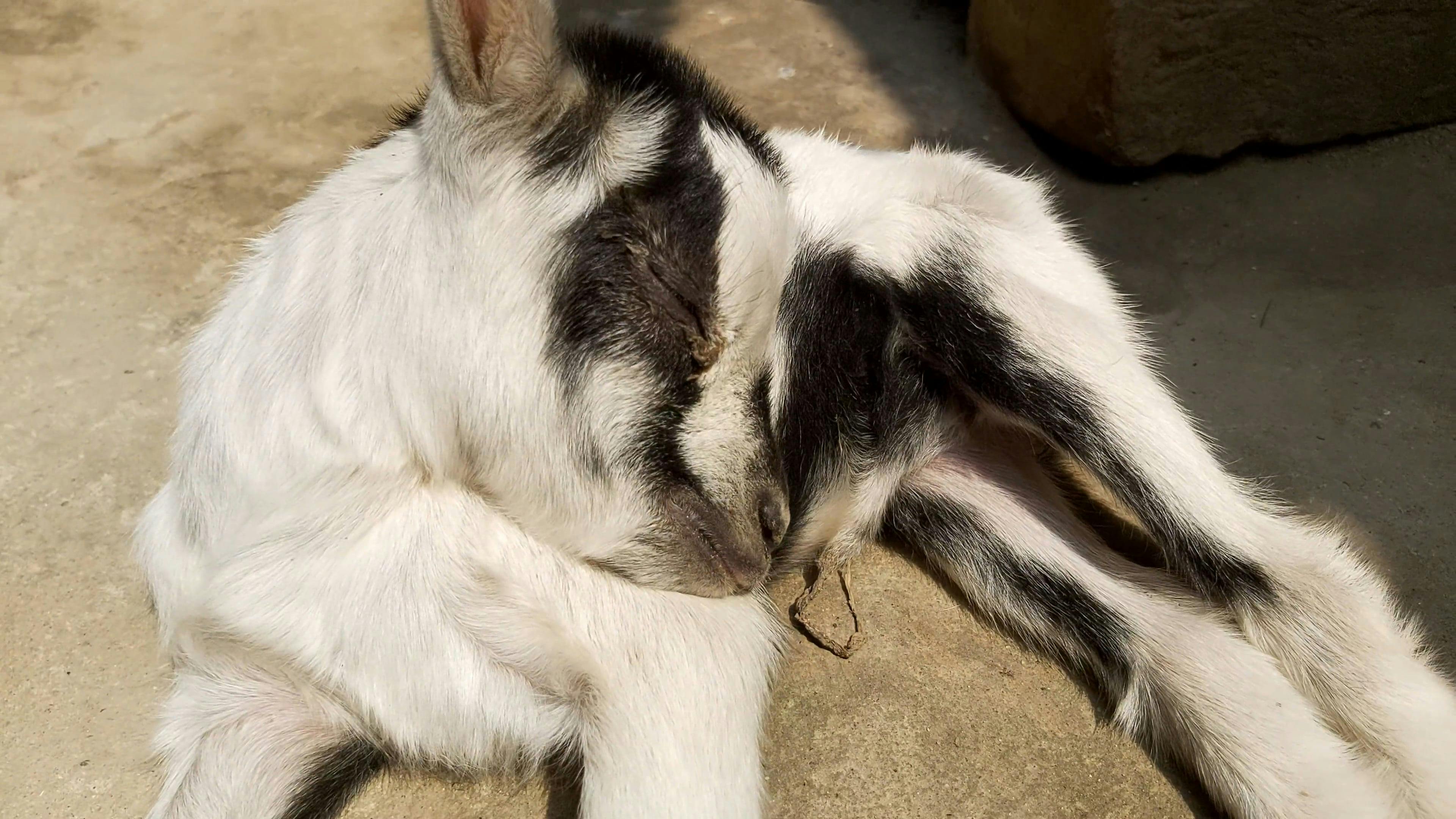 Baby Goat Videos, Download The BEST Free 4k Stock Video Footage & Baby ...