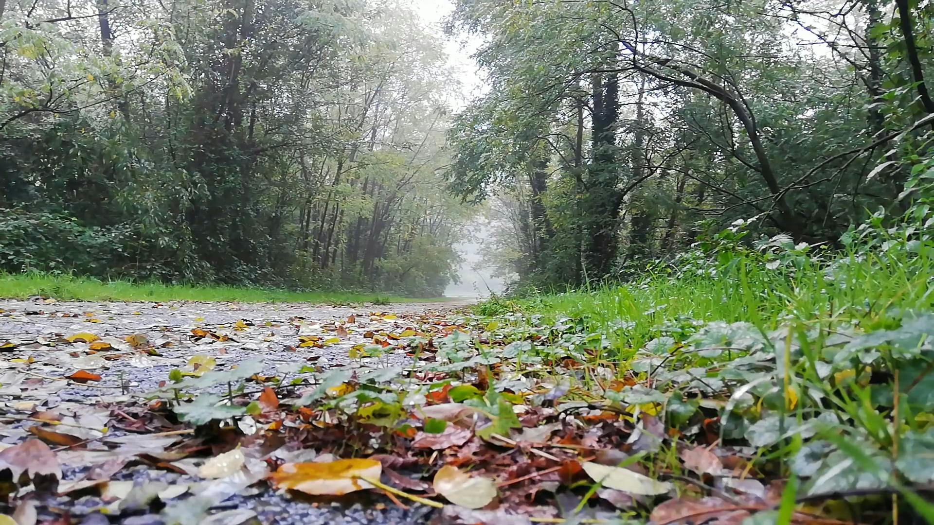 Raindrops Falling on the Ground · Free Stock Video