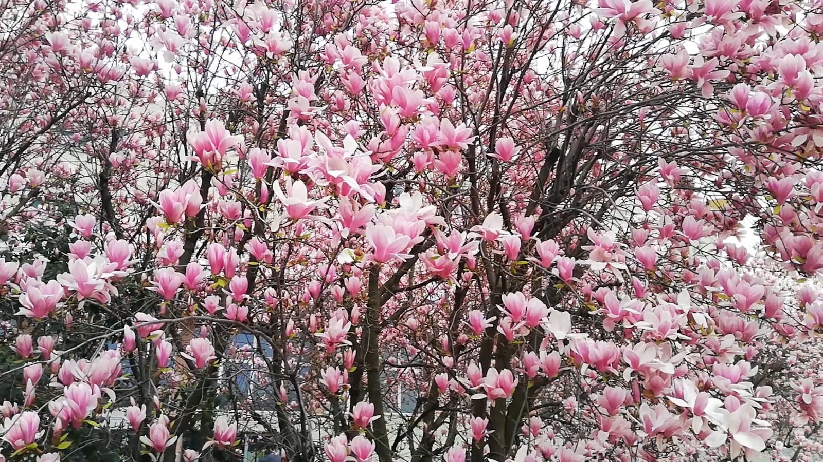 X Videos, Download The BEST Free 4k Stock Video Footage & X HD Video Clips