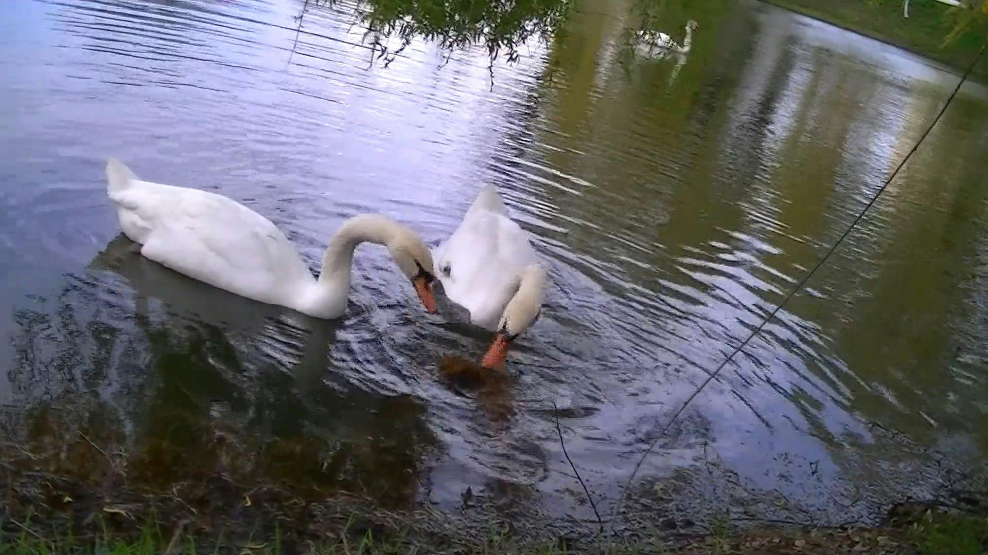 Two Swans Eating Underwater Plant In The Lake · Free Stock Video